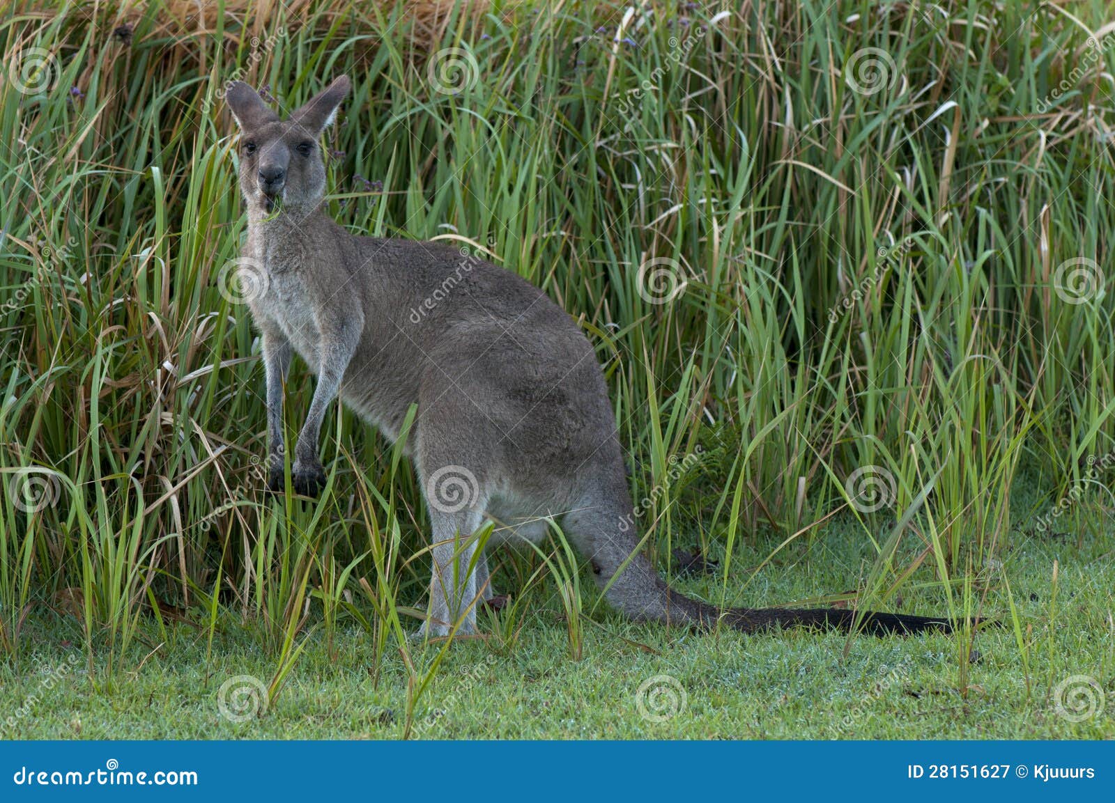Kangaroo Eating Grass Stock Photos - Download 532 Royalty Free Photos