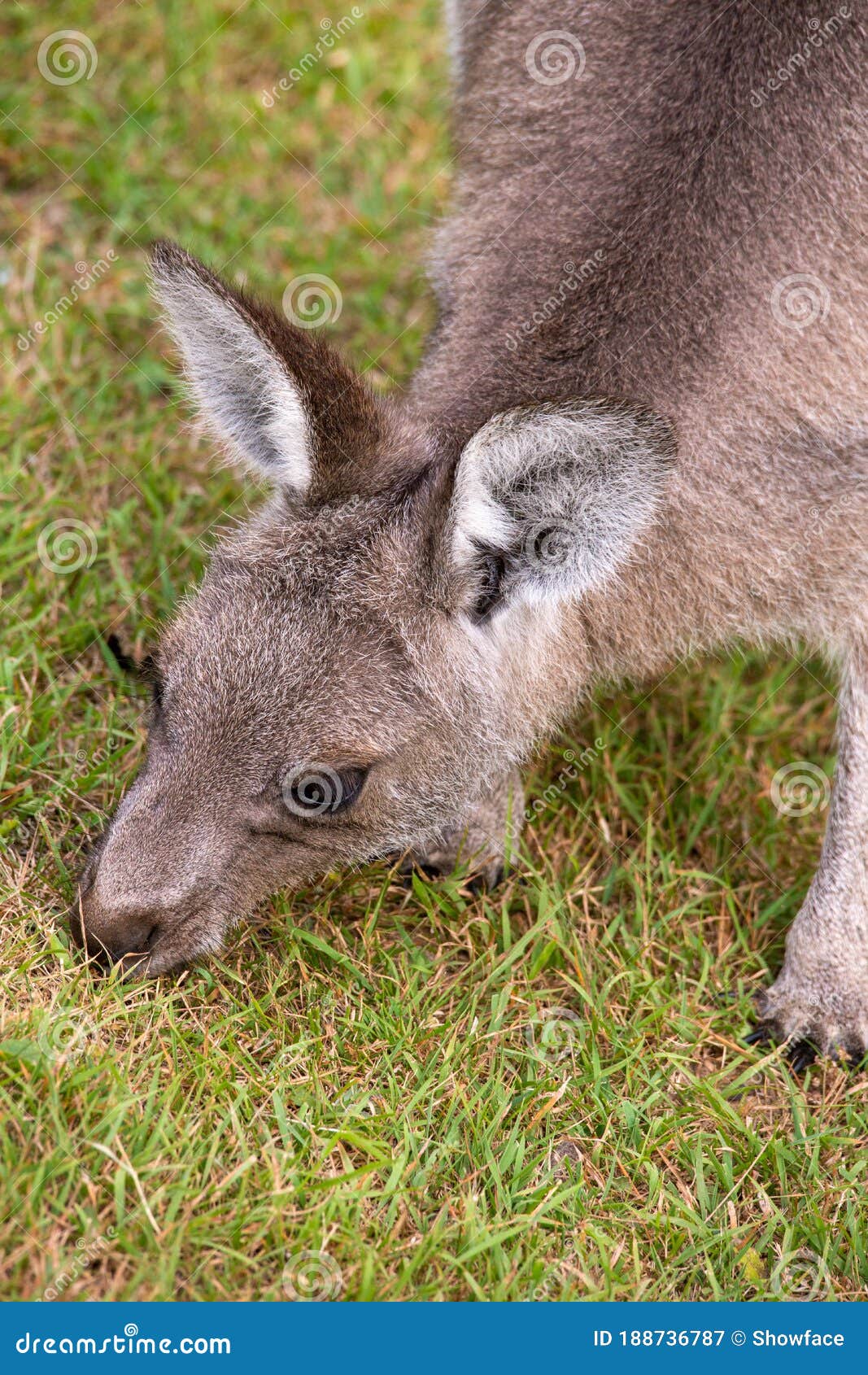 Kangaroo Eating Grass Royalty-Free Stock Photography | CartoonDealer ...