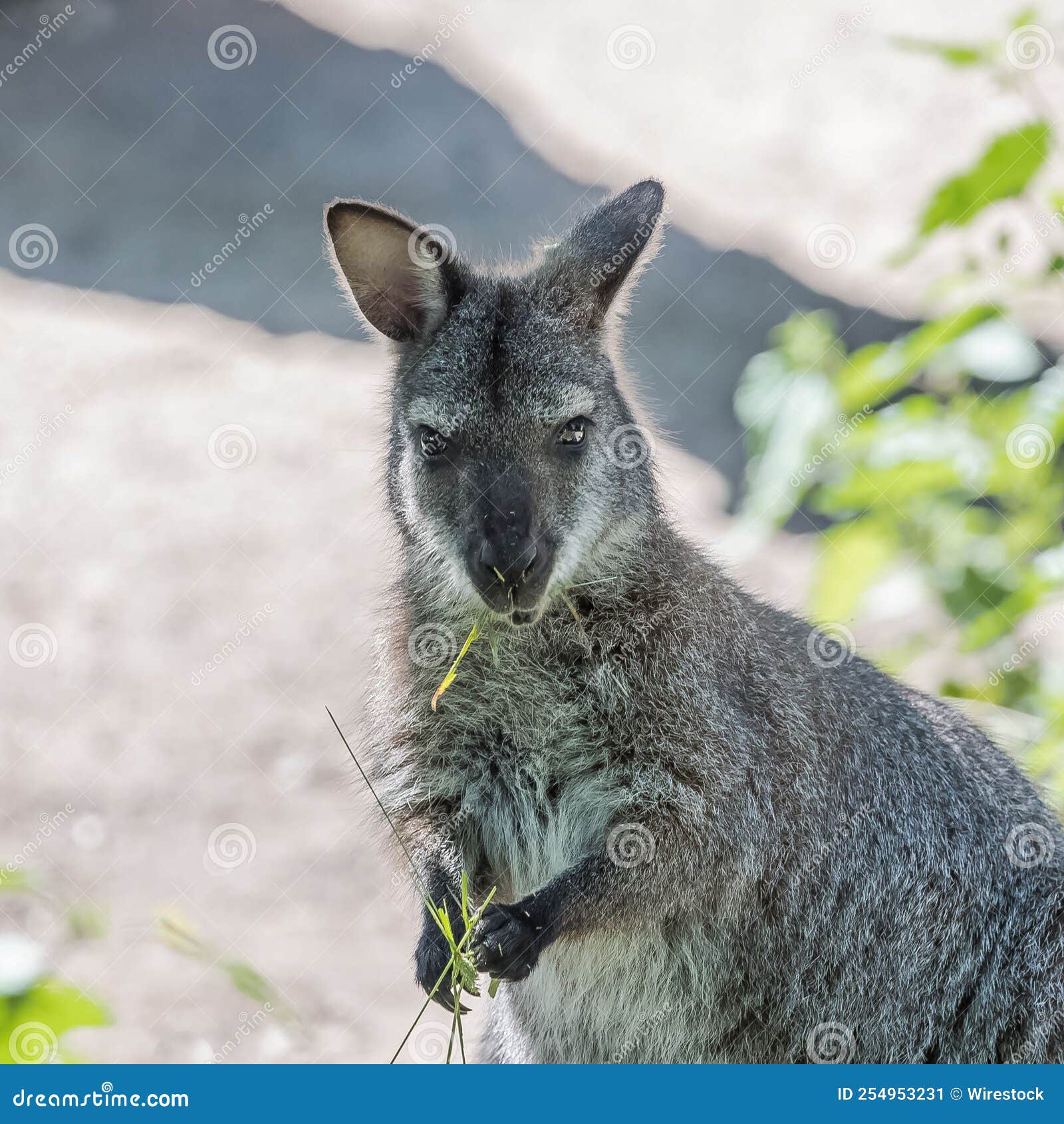 Kangaroo Eating Grass, Portrait Stock Image - Image of joey, cute ...