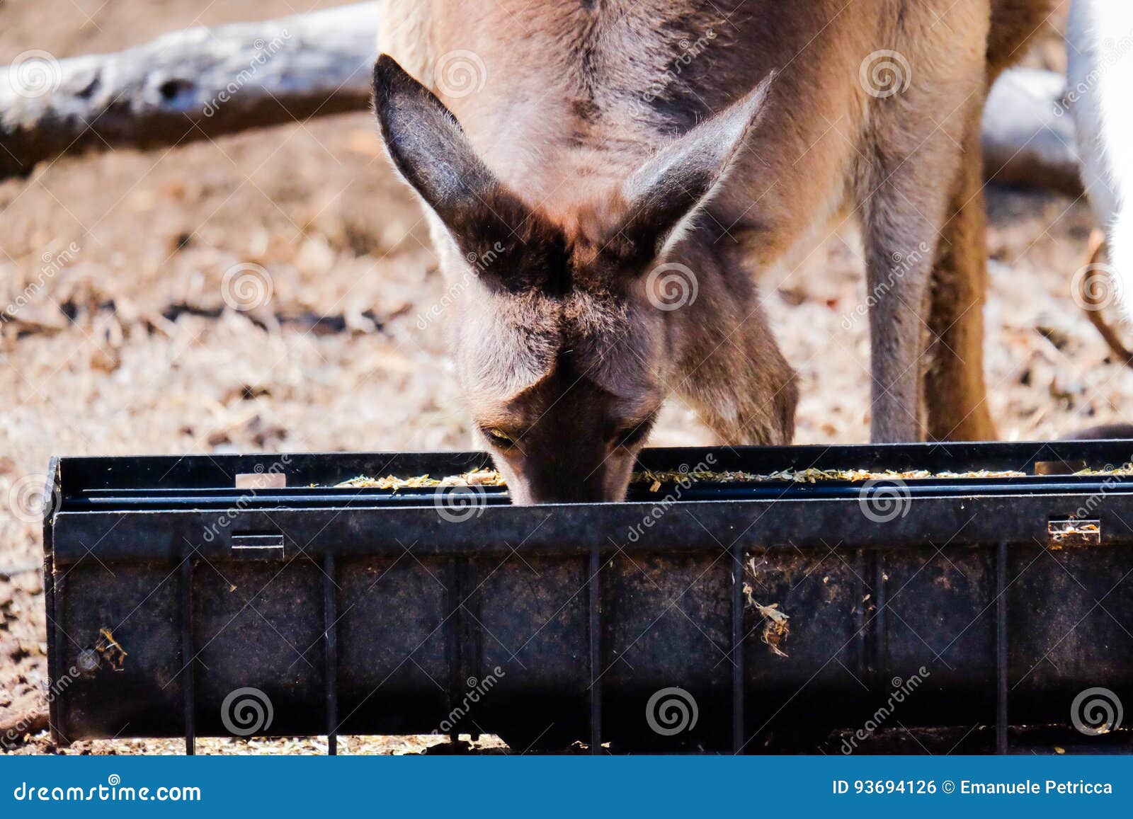 Kangaroo eating stock photo. Image of featherdale, animal - 93694126