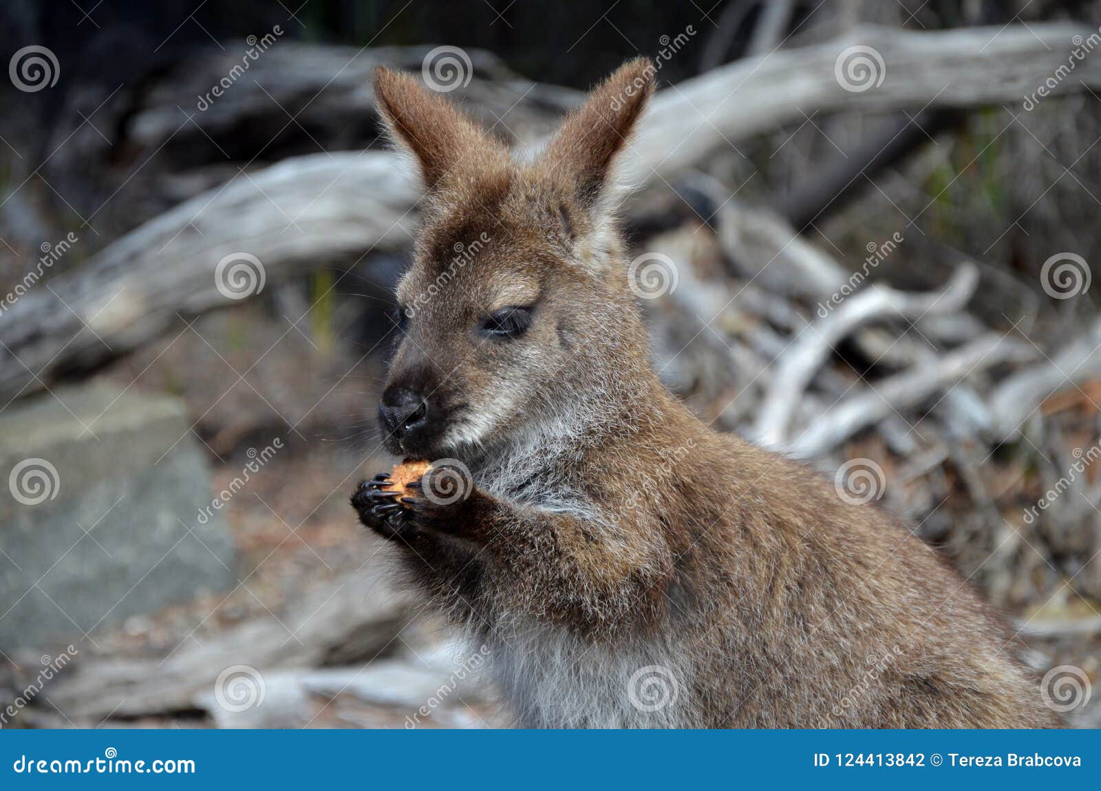 Kangaroo eating stock photo. Image of natural, australia - 124413842