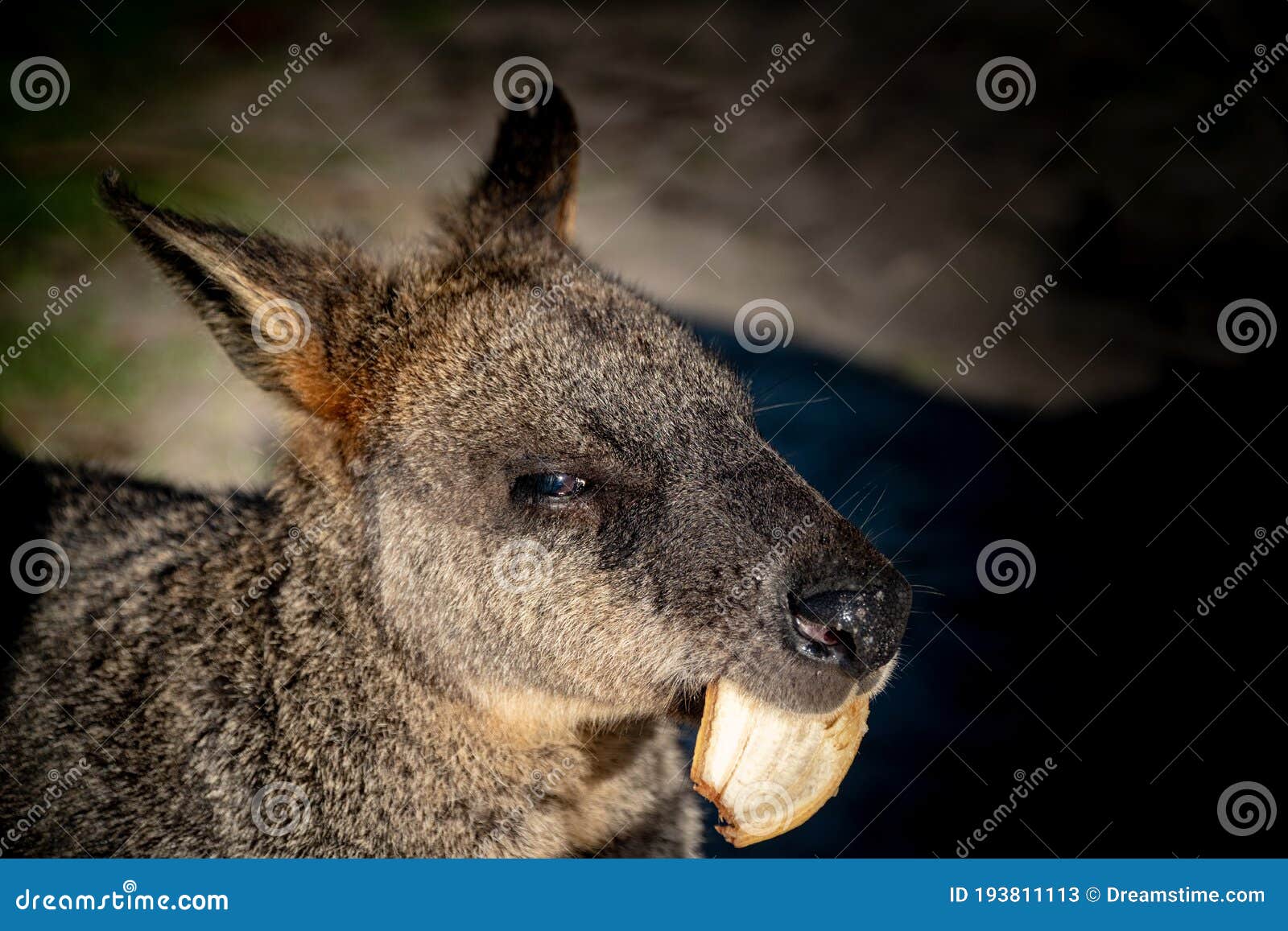 Kangaroo eats banana leaf stock image. Image of leaf - 193811113