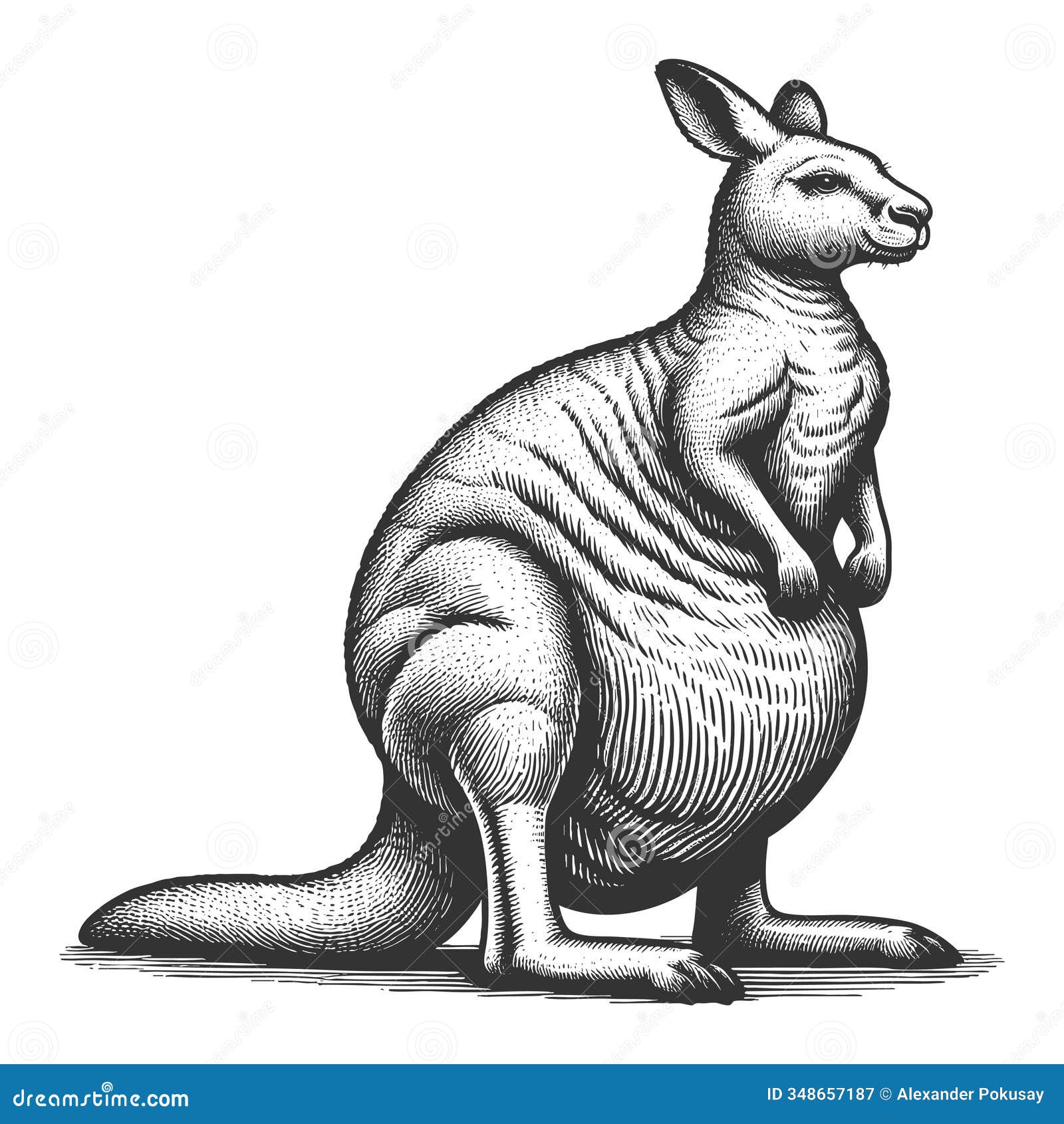 Kangaroo Engraving Sketch Vector Illustration Stock Illustration ...