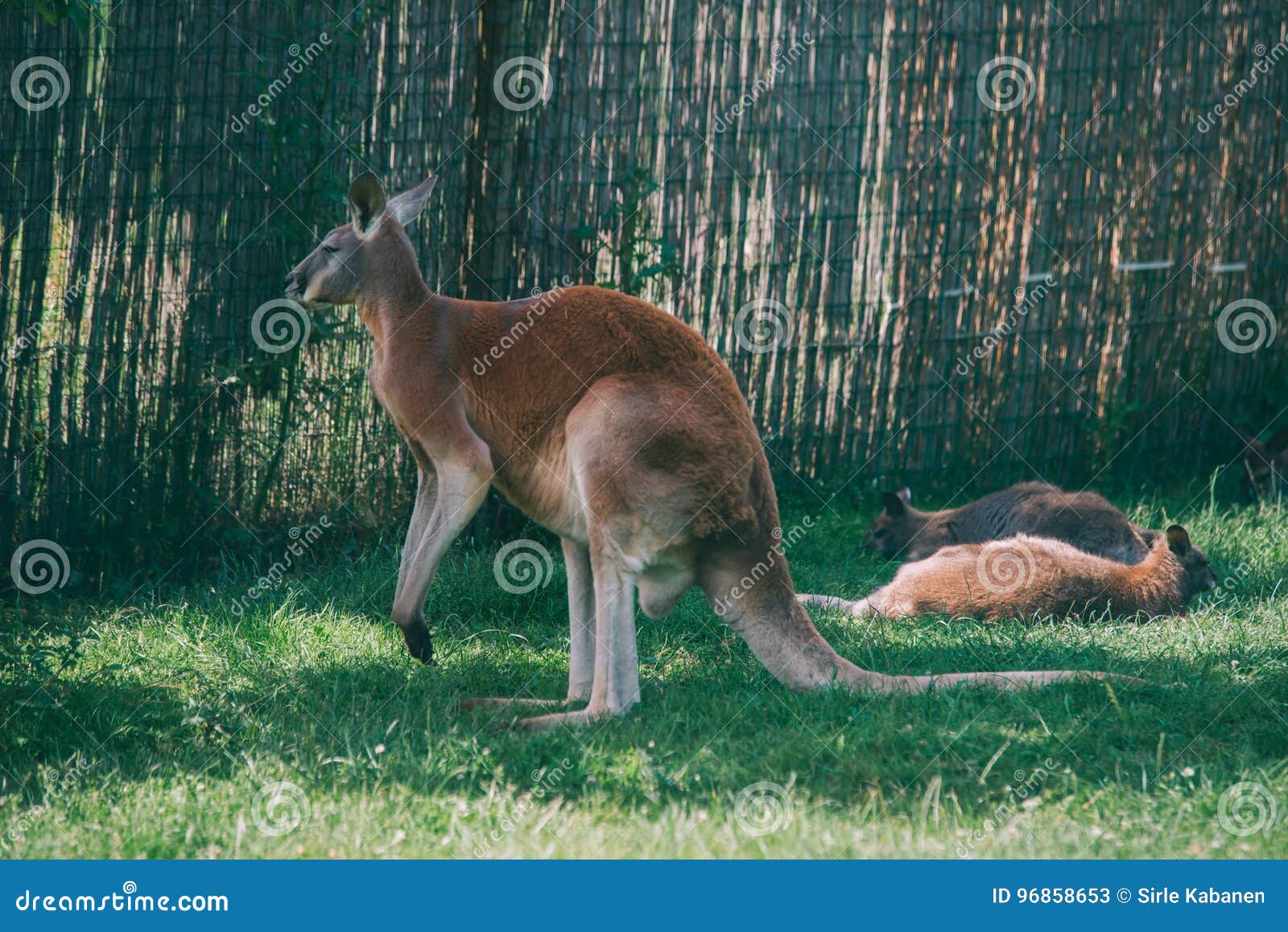Kangaroo stock image. Image of grey, joey, female, looking - 96858653