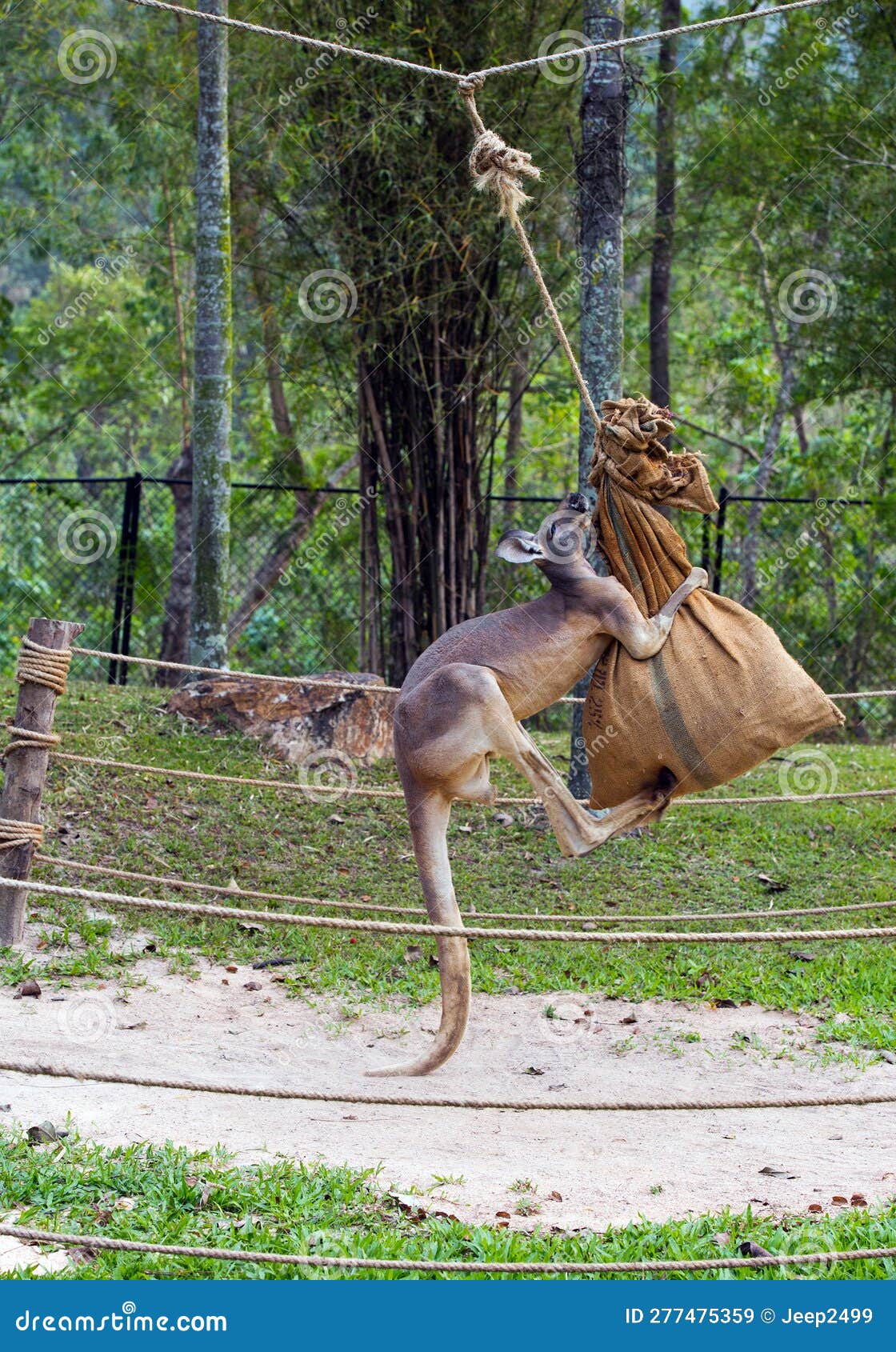Kangaroo Exercise in the Natural. Stock Image - Image of nature ...