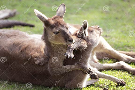 Kangaroo family stock photo. Image of wildlife, preening - 14045346
