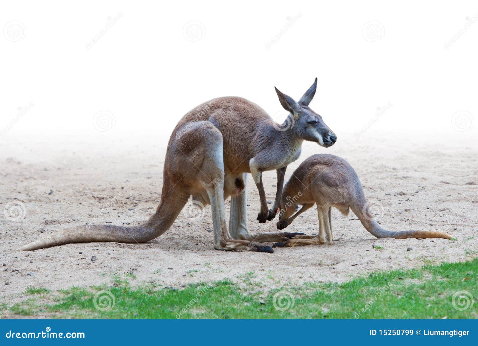 Kangaroo family stock image. Image of kangaroo, nature - 15250799