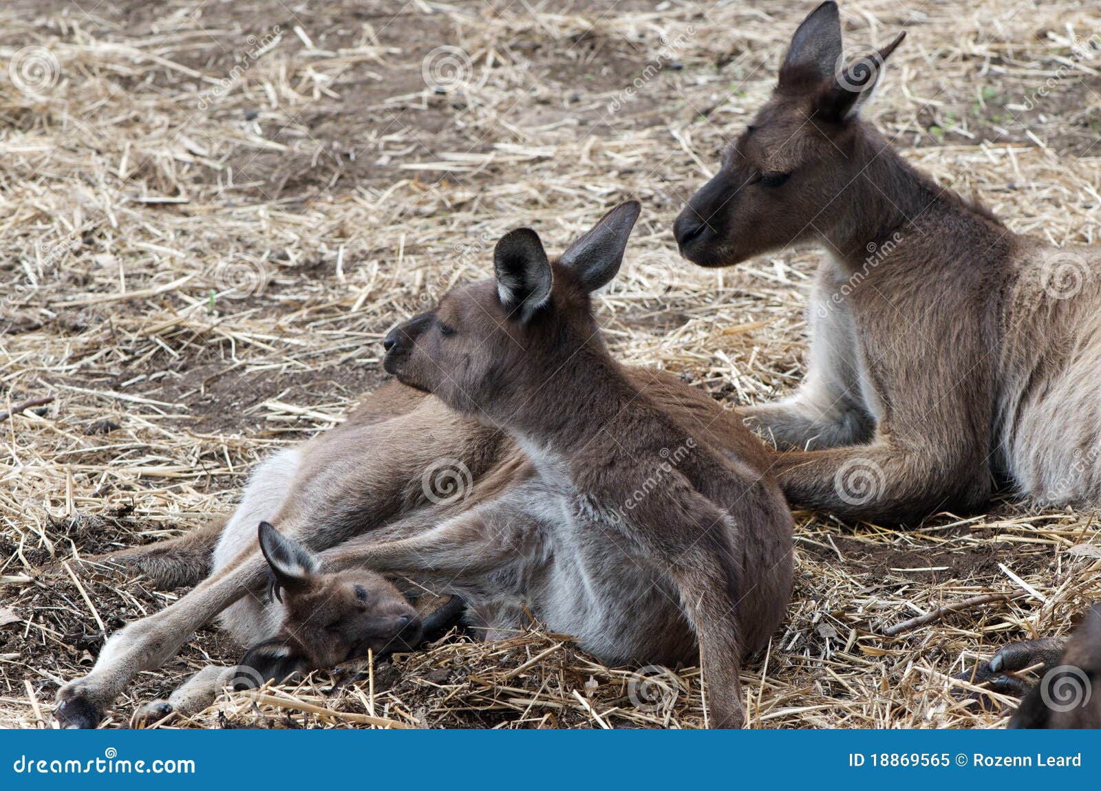 Kangaroo Family stock image. Image of caring, marsupials - 18869565
