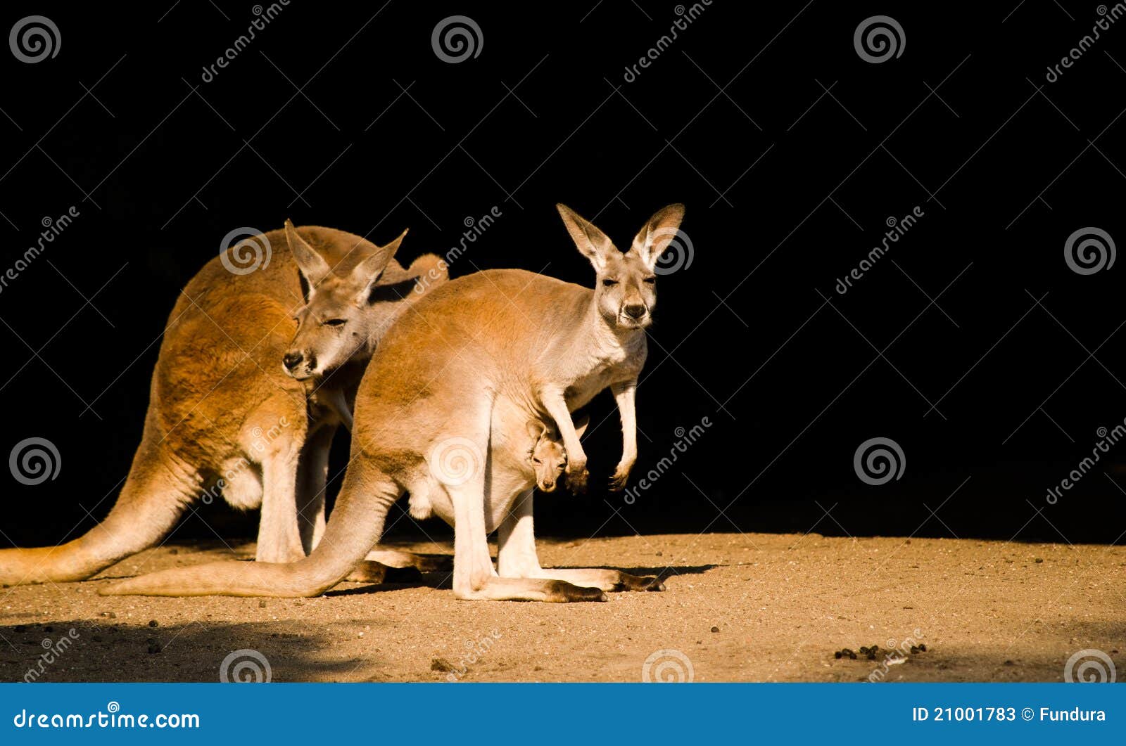 Kangaroo family stock image. Image of family, creature - 21001783