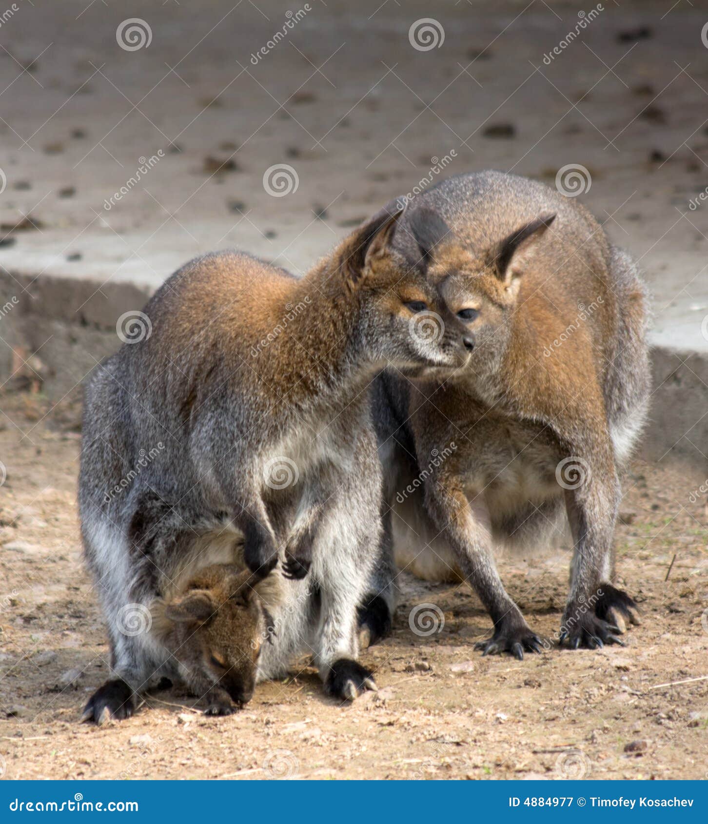 Kangaroo family stock image. Image of kangaroo, joey, australia - 4884977