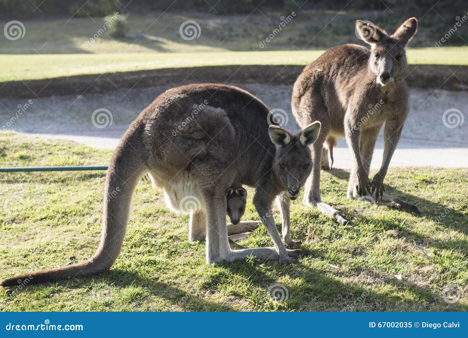 Kangaroo family, Australia stock image. Image of family - 67002035