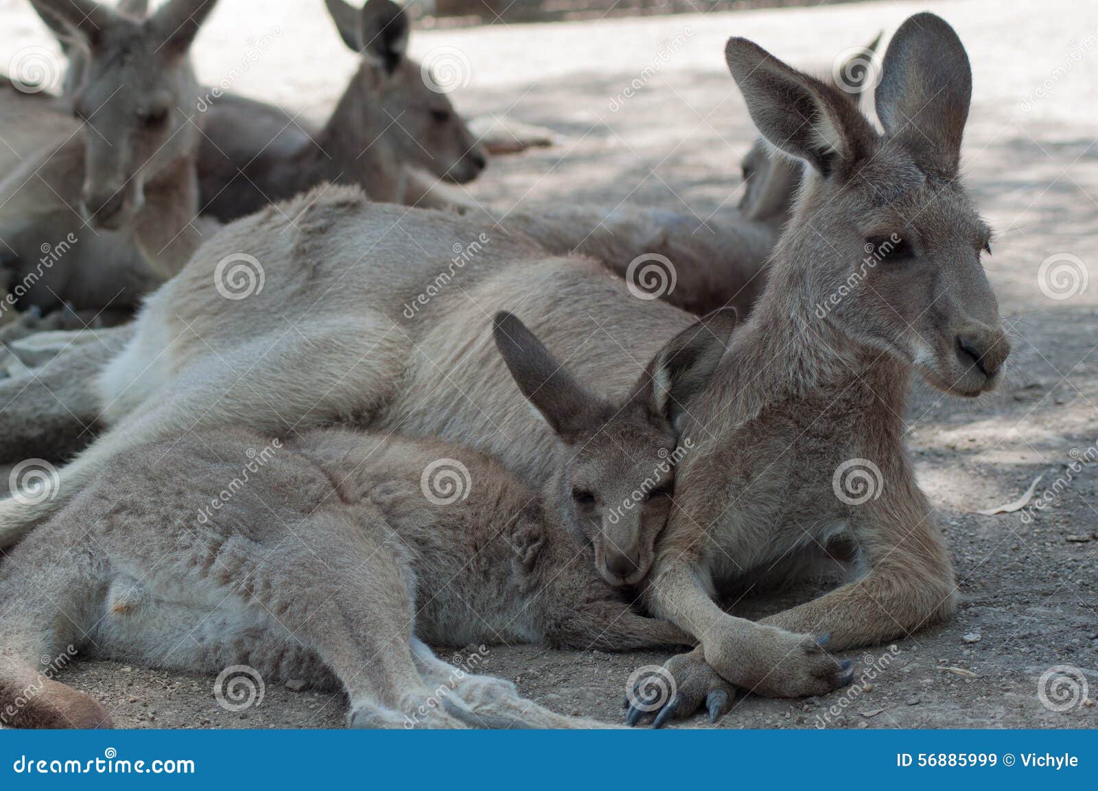 Kangaroo stock image. Image of nature, australian, funny - 56885999