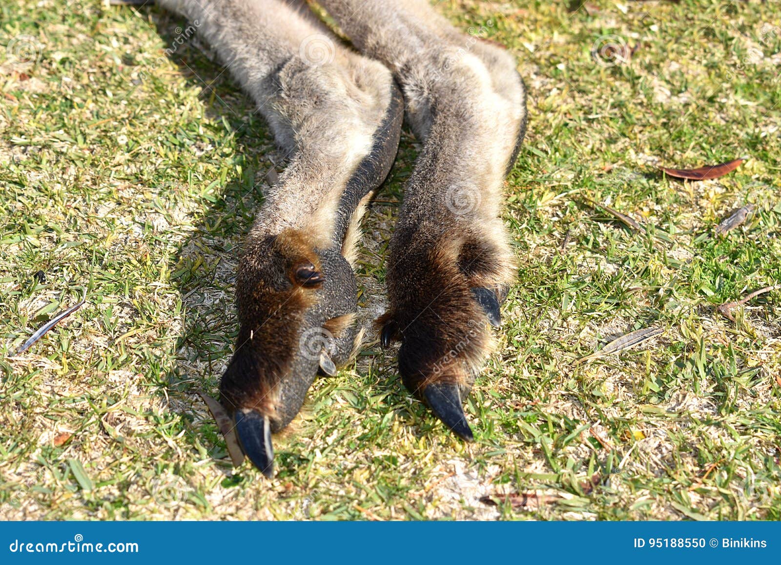 Kangaroo Feet stock photo. Image of brown, background - 95188550
