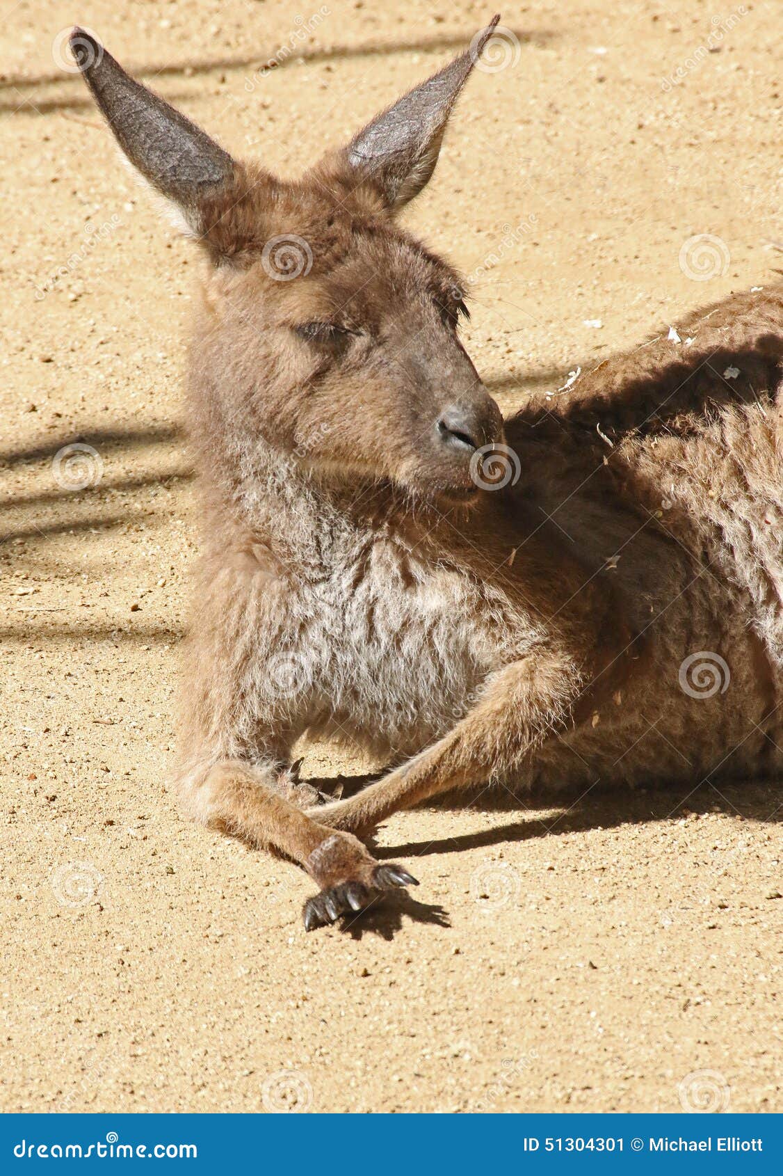 Kangaroo stock image. Image of laying, pouch, kangaroo - 51304301