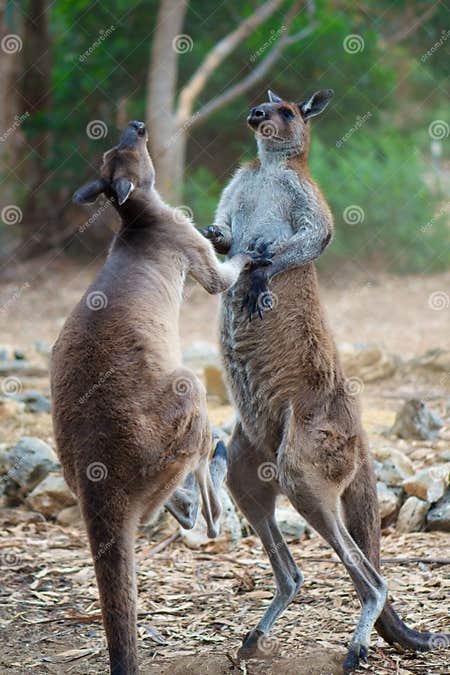 Kangaroo Fight stock photo. Image of action, kicking - 18872498