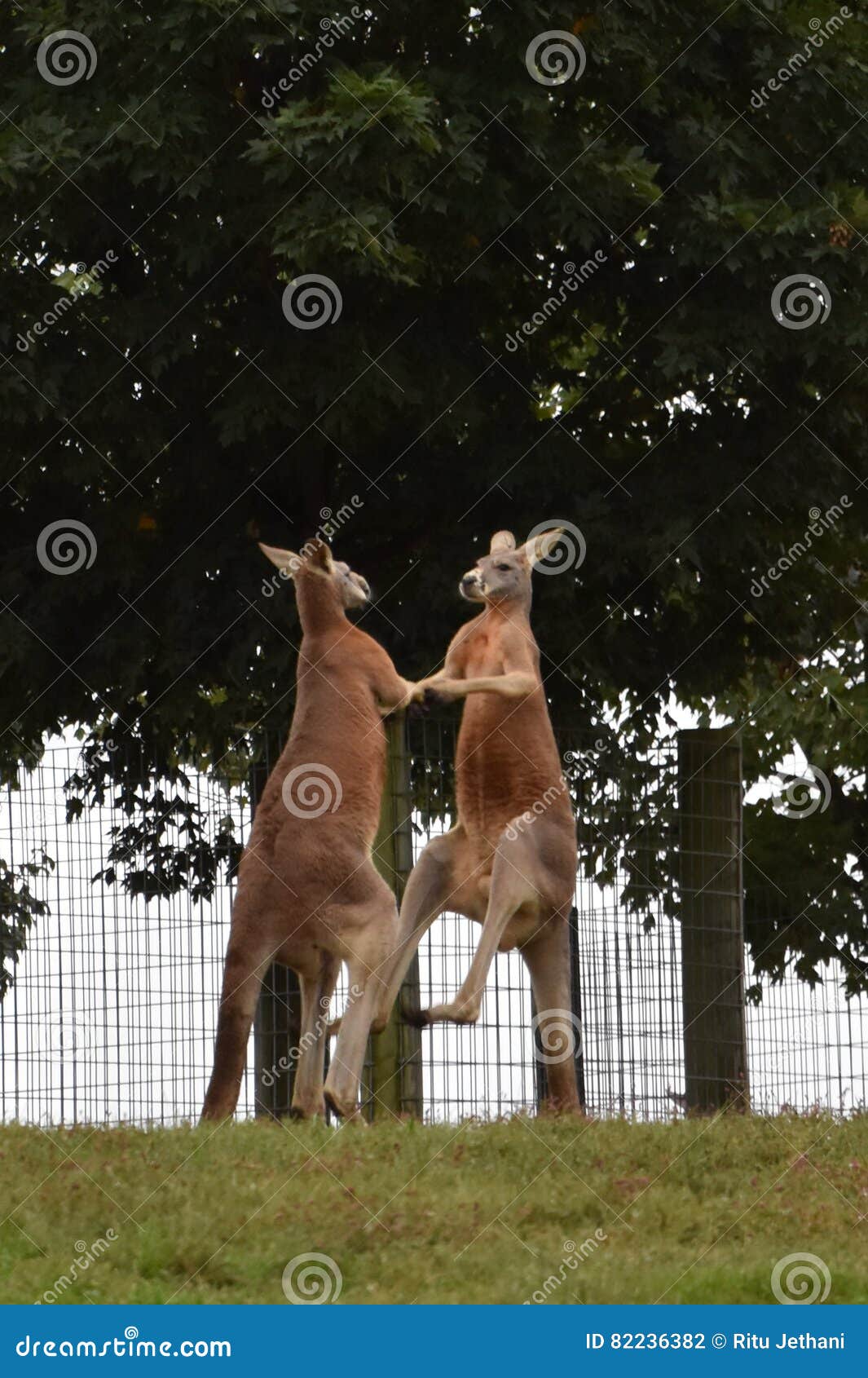 Kangaroo Fight stock photo. Image of jumping, landscape - 82236382
