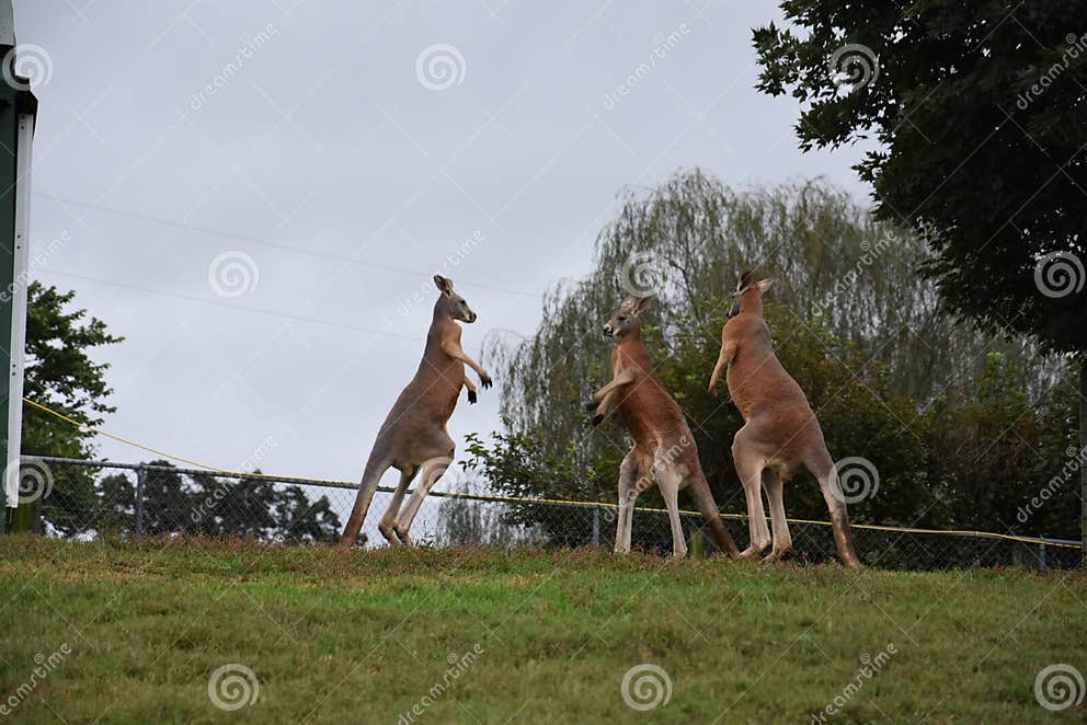 Kangaroo Fight stock image. Image of animals, three, nature - 82236391