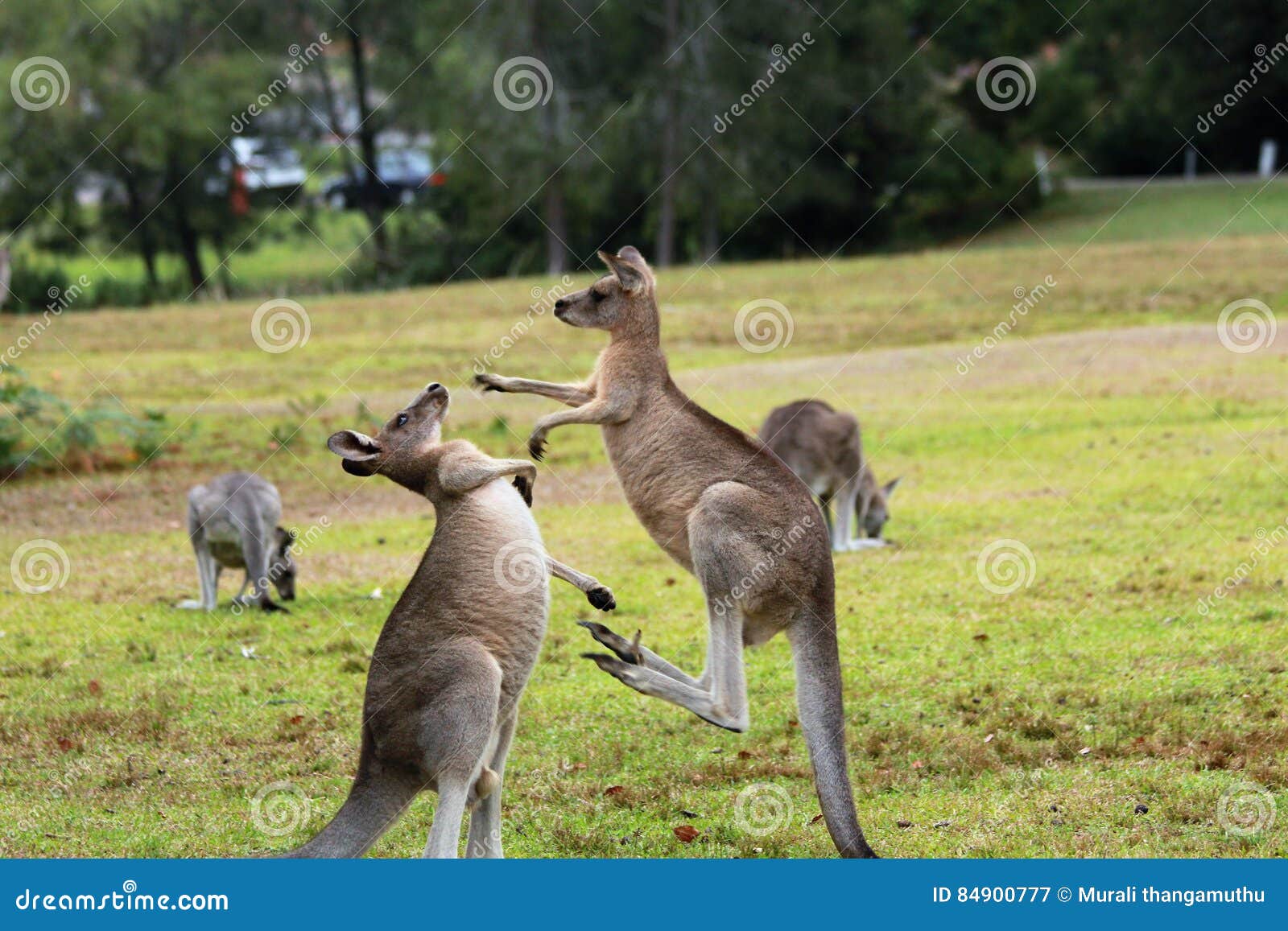 Tomango Australia Stock Photos - Free & Royalty-Free Stock Photos from ...