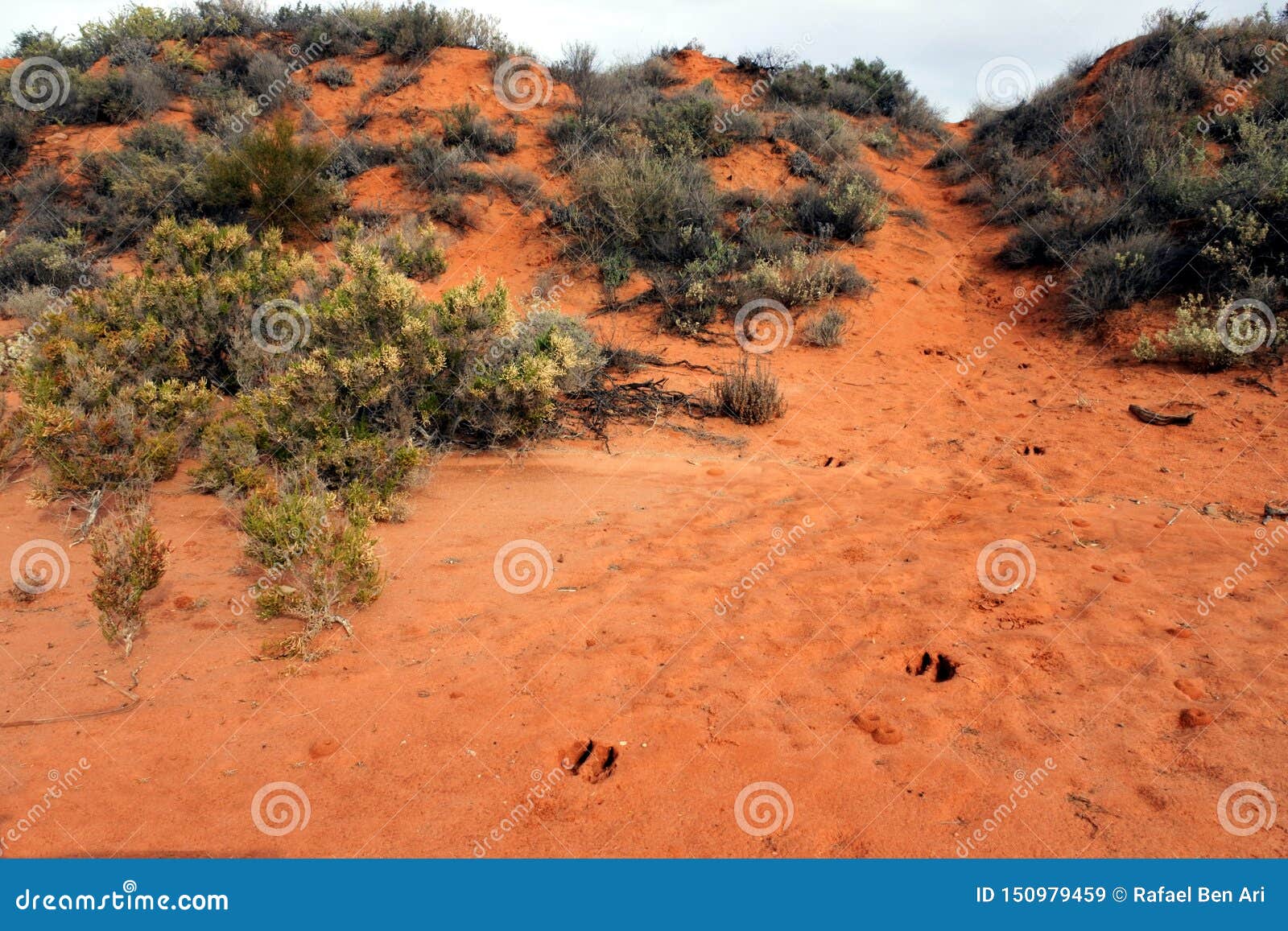Kangaroo Footprints on Red Sand in Australia Outback Stock Image ...