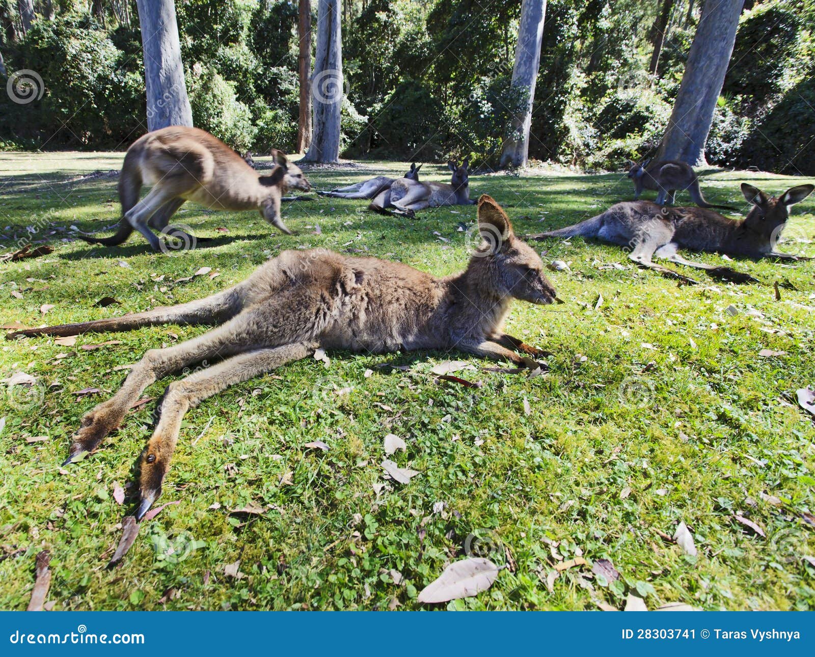 Kangaroo Forest Grass stock image. Image of wallaby, animals - 28303741