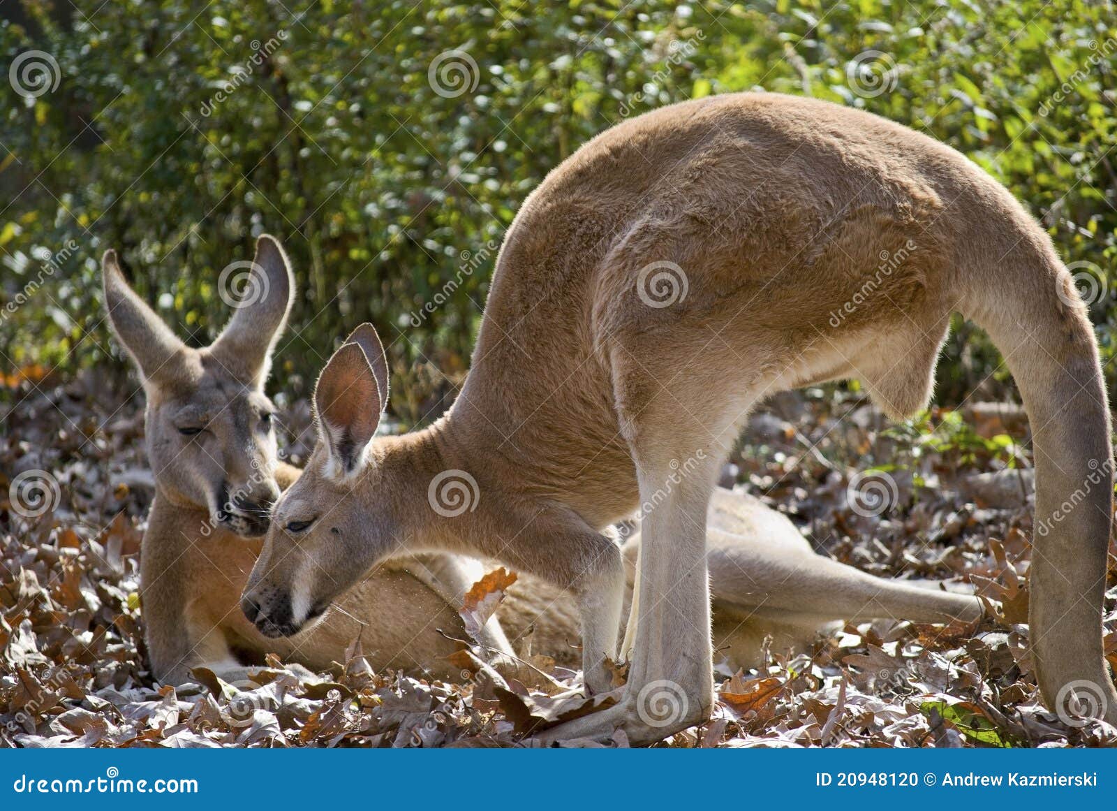Kangaroo Friends stock photo. Image of adventure, kangaroo - 20948120