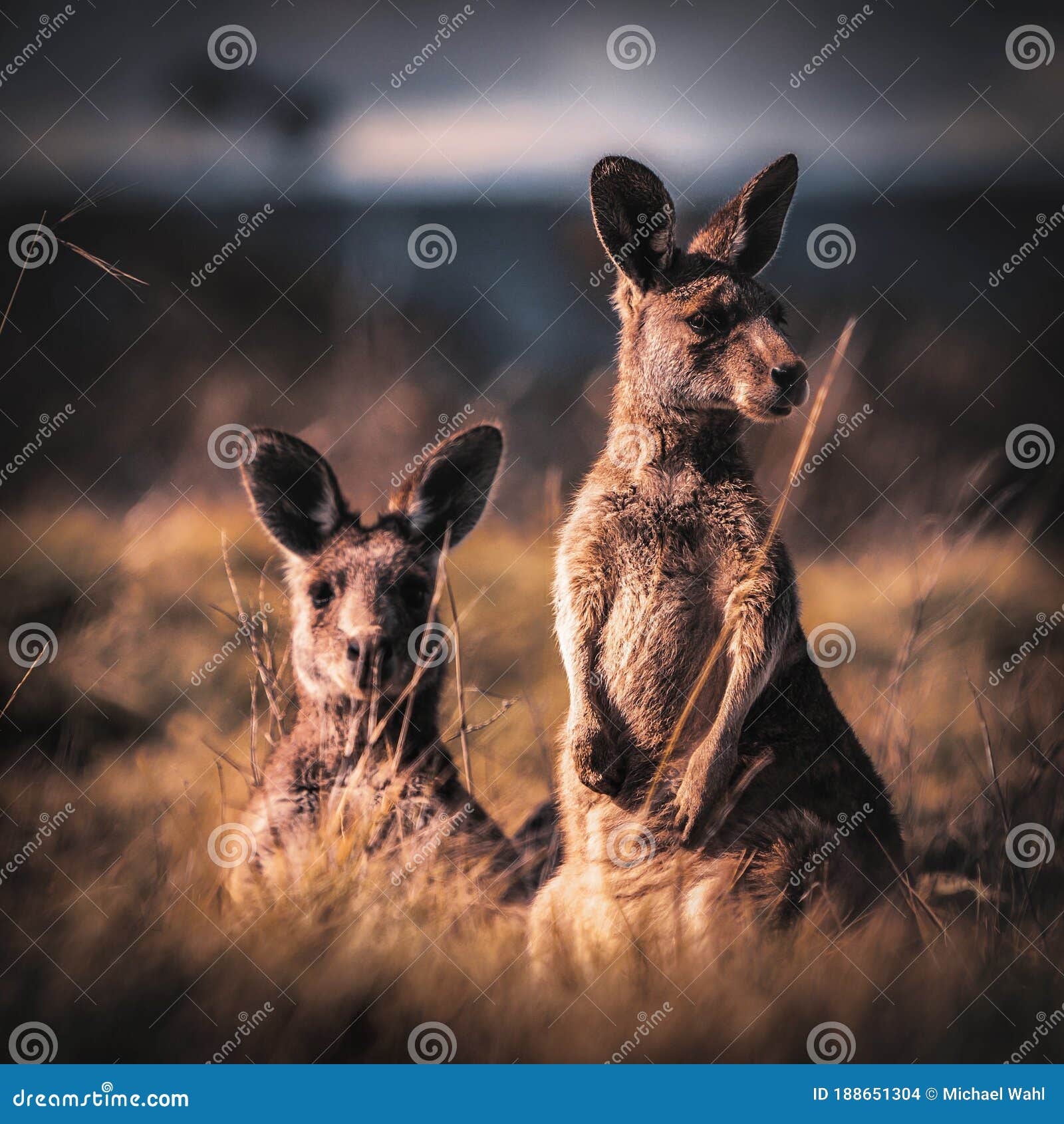 Kangaroo Friends in Australia Stock Photo - Image of lion, horn: 188651304