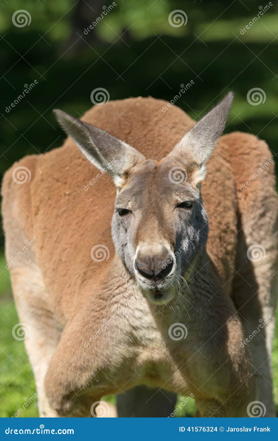 Kangaroo stock photo. Image of fauna, pouch, kangaroo - 41576324