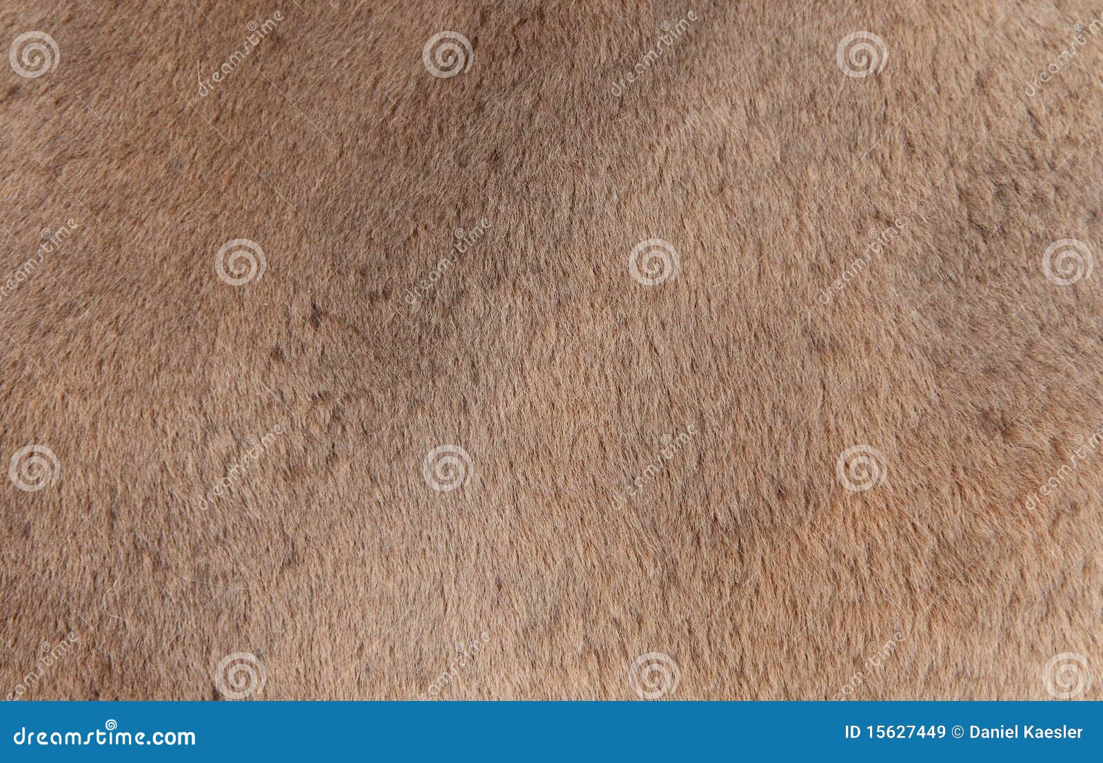 Kangaroo Fur Background Texture Stock Image - Image of kangaroo ...