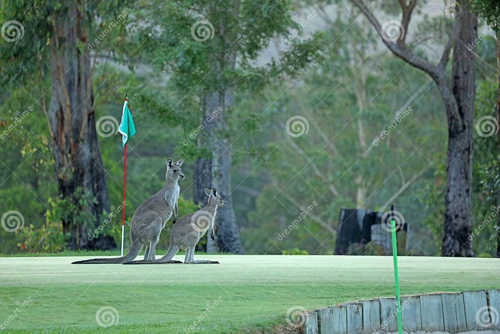 Kangaroo on a Golf Course in Australia Stock Image - Image of birdie ...