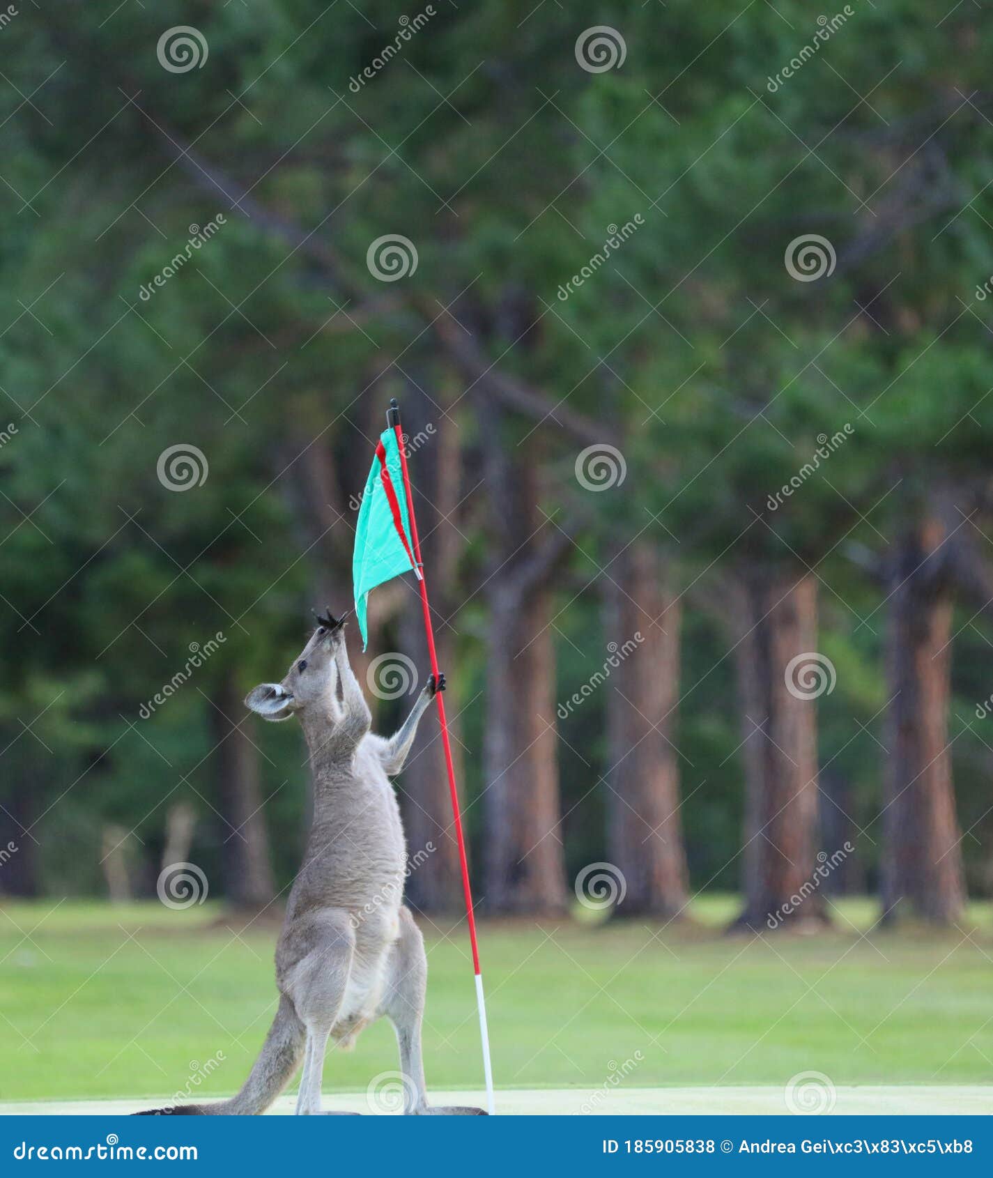 Kangaroo on a Golf Course in Australia Stock Photo - Image of living ...