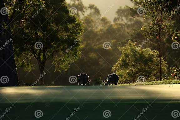 Kangaroo on a Golf Course in Australia Stock Image - Image of golf ...