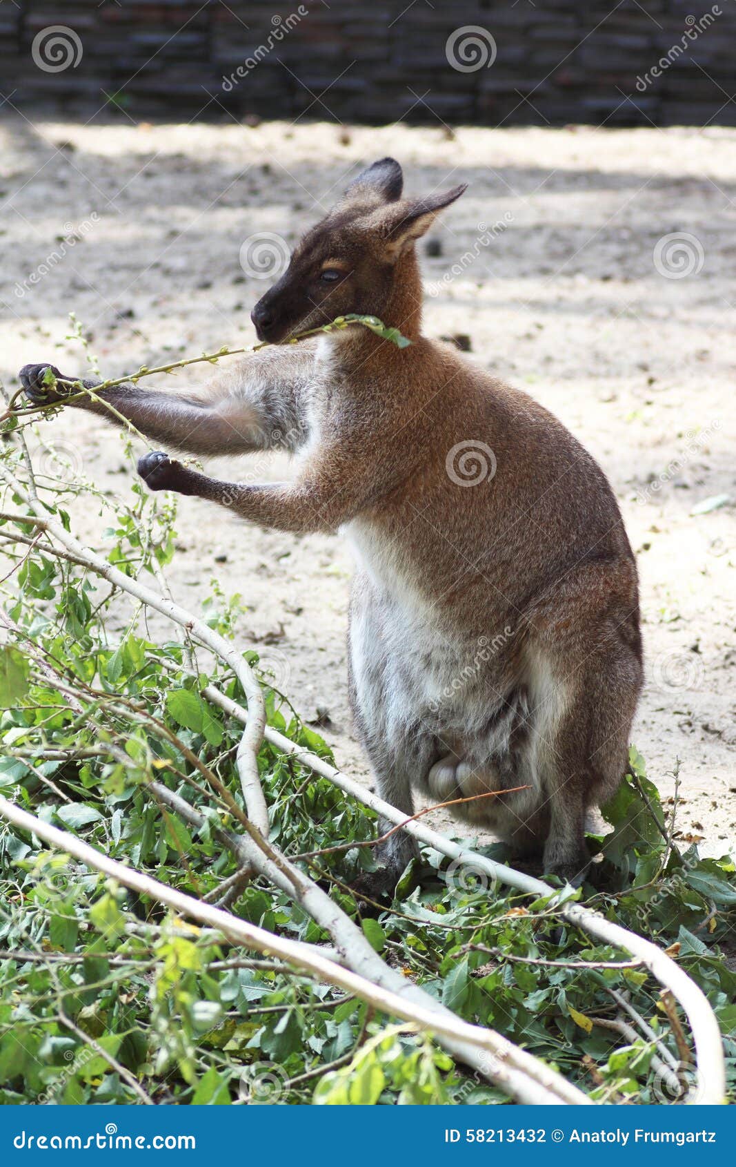 Kangaroo Stock Photo - Image: 58213432