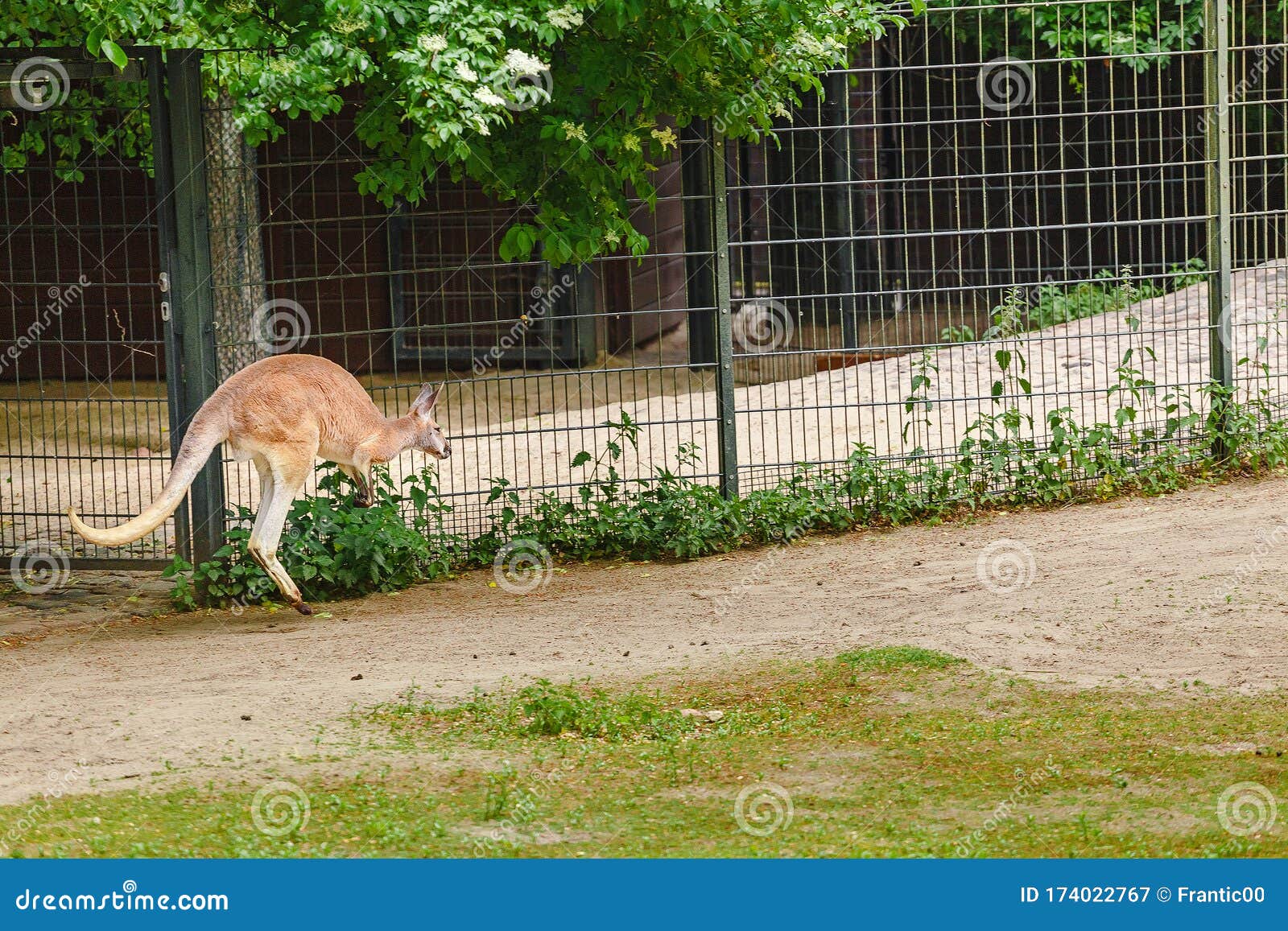 Kangaroo Grazing on Green Grass Stock Image - Image of native, kangaroo ...