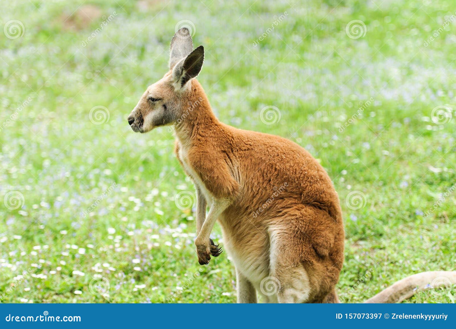 Kangaroo on a Green Blurred Background Stock Image - Image of pouch ...