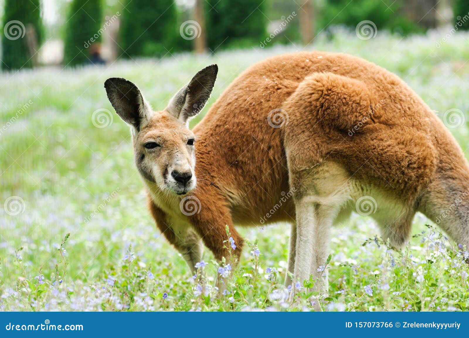 Kangaroo on a grass stock photo. Image of pouch, female - 157073766