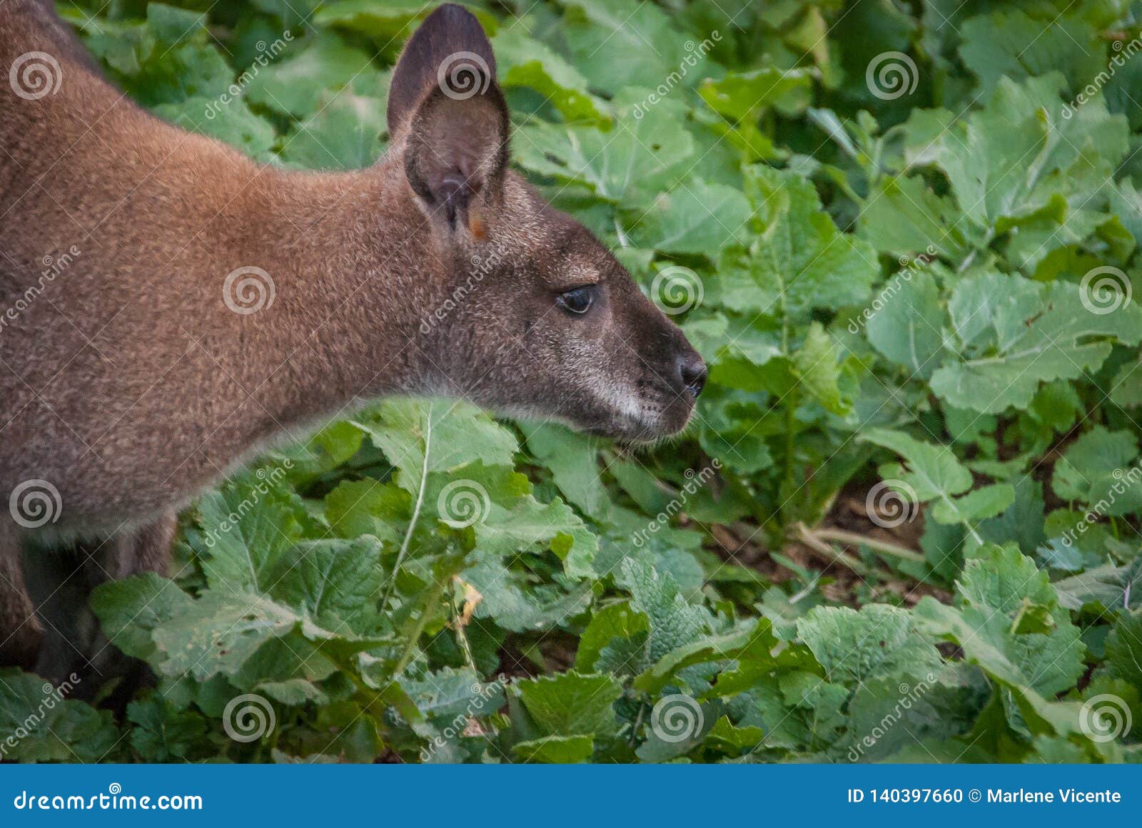 Kangaroo among Green Leaves Stock Photo - Image of kangaroo, green ...