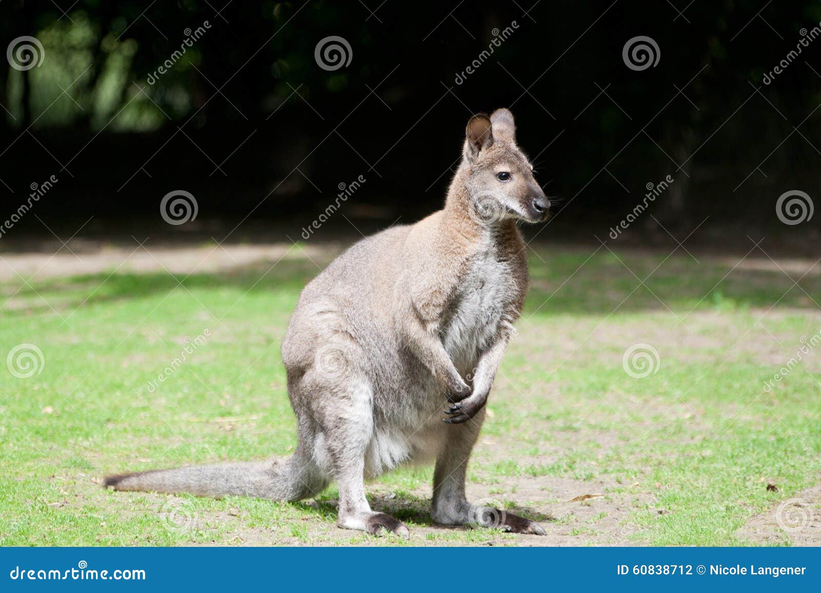 Kangaroo stock photo. Image of small, running, australian - 60838712