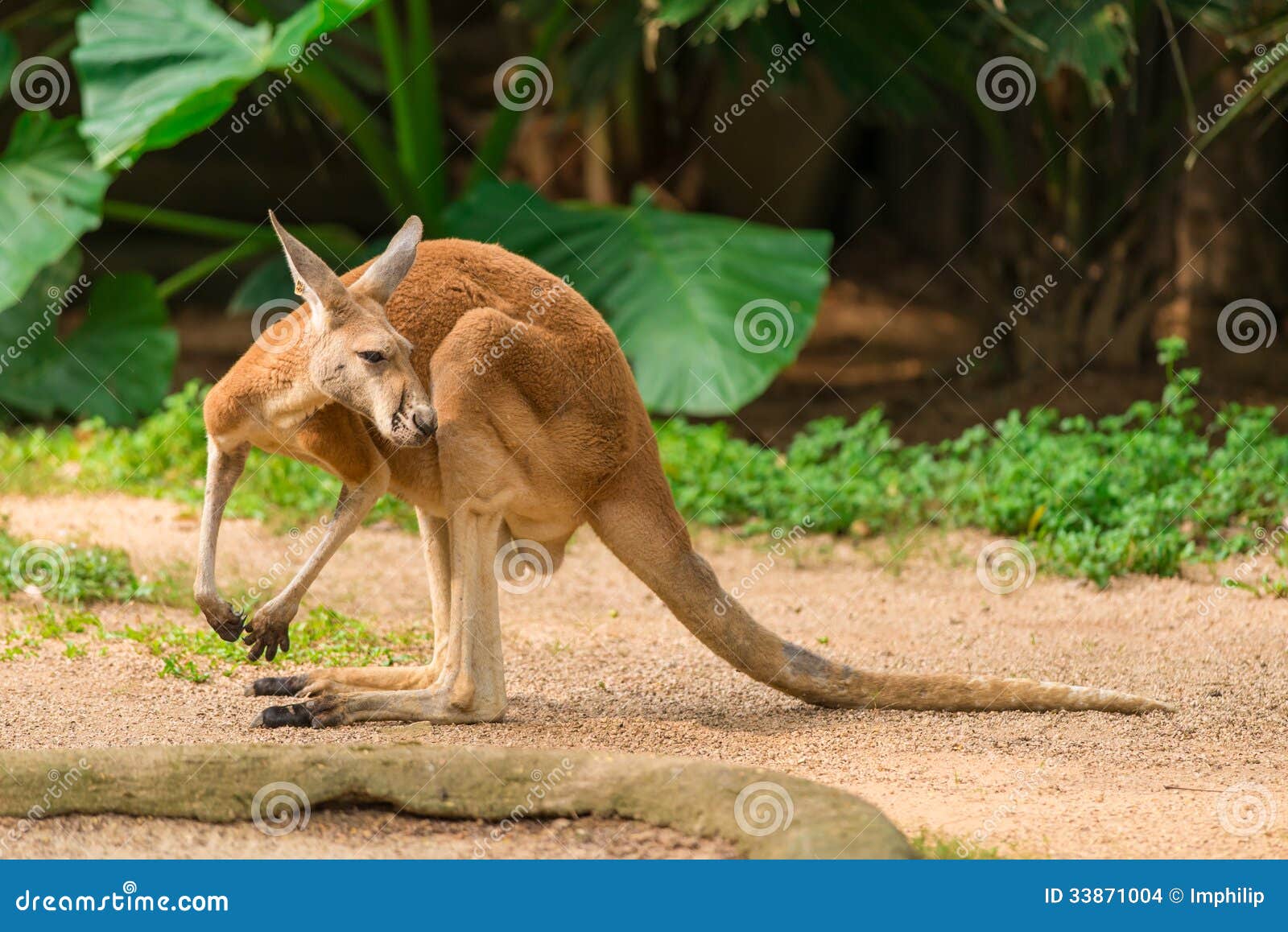 Kangaroo stock photo. Image of grey, mammal, angaroo - 33871004