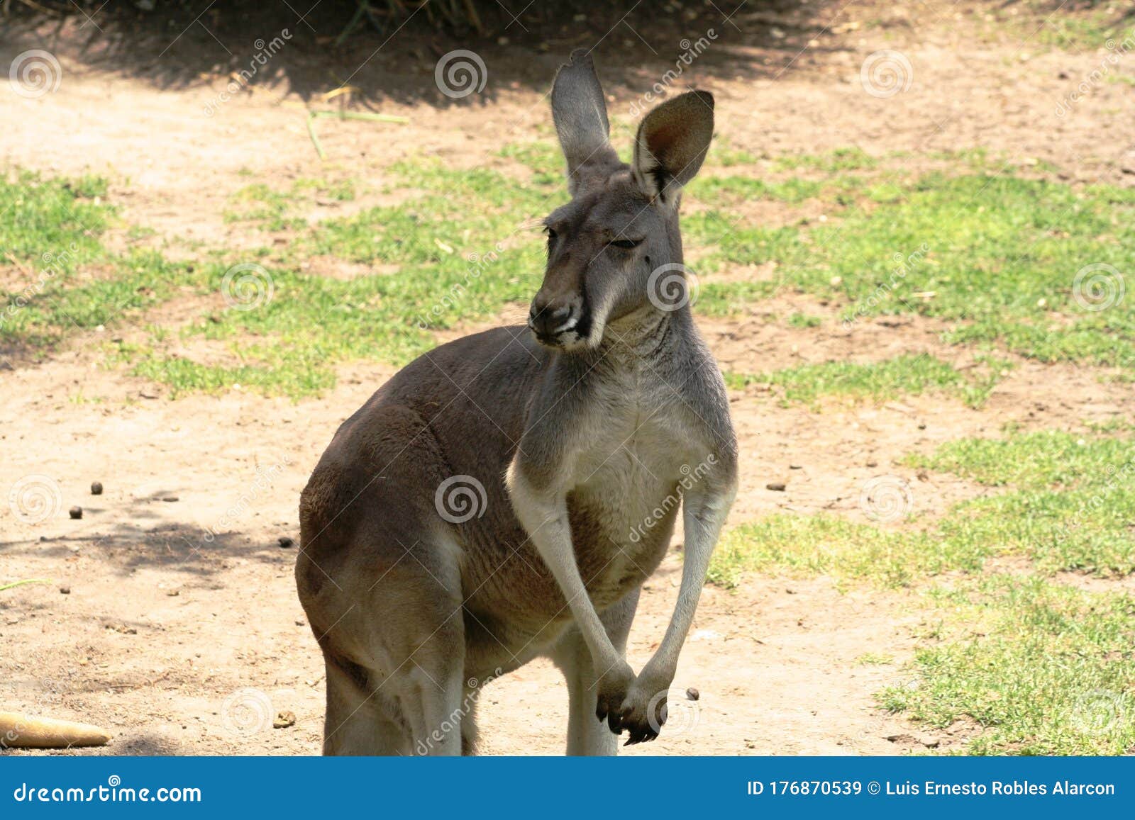 Kangaroo Guarding in Passive Position Stock Image - Image of powerful ...