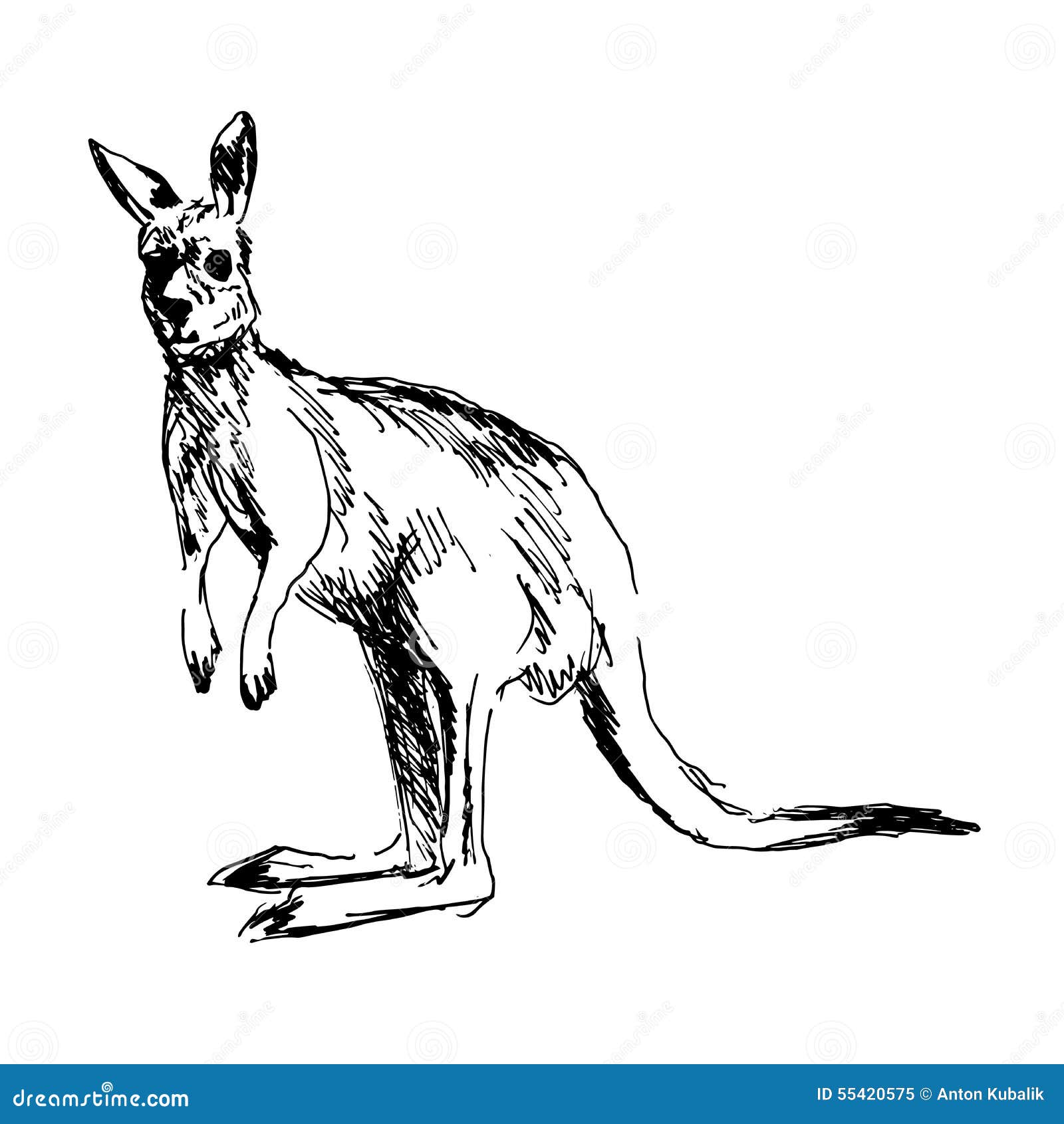 Kangaroo stock vector. Illustration of mammal, sketch - 55420575