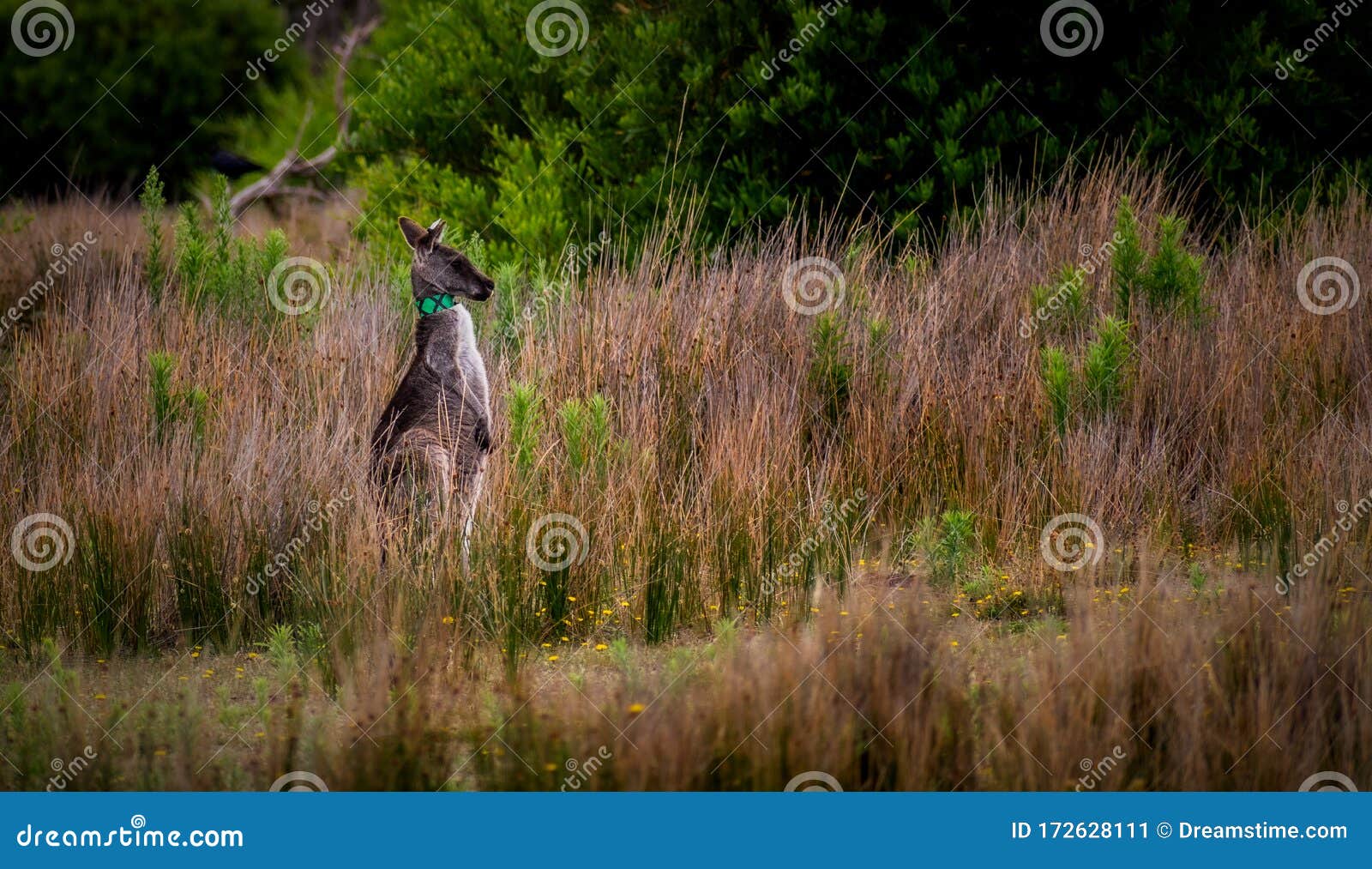 Kangaroo hanging around stock image. Image of wildlife - 172628111