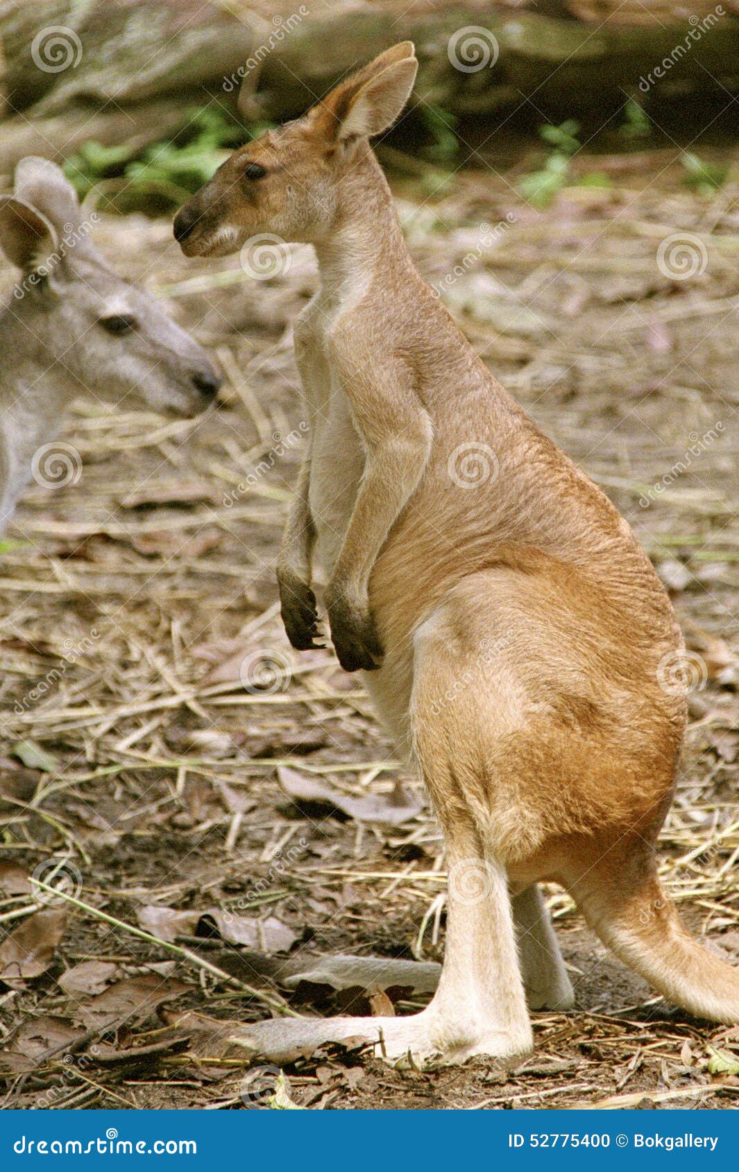 Kangaroo stock photo. Image of kangaroo, living, animal - 52775400