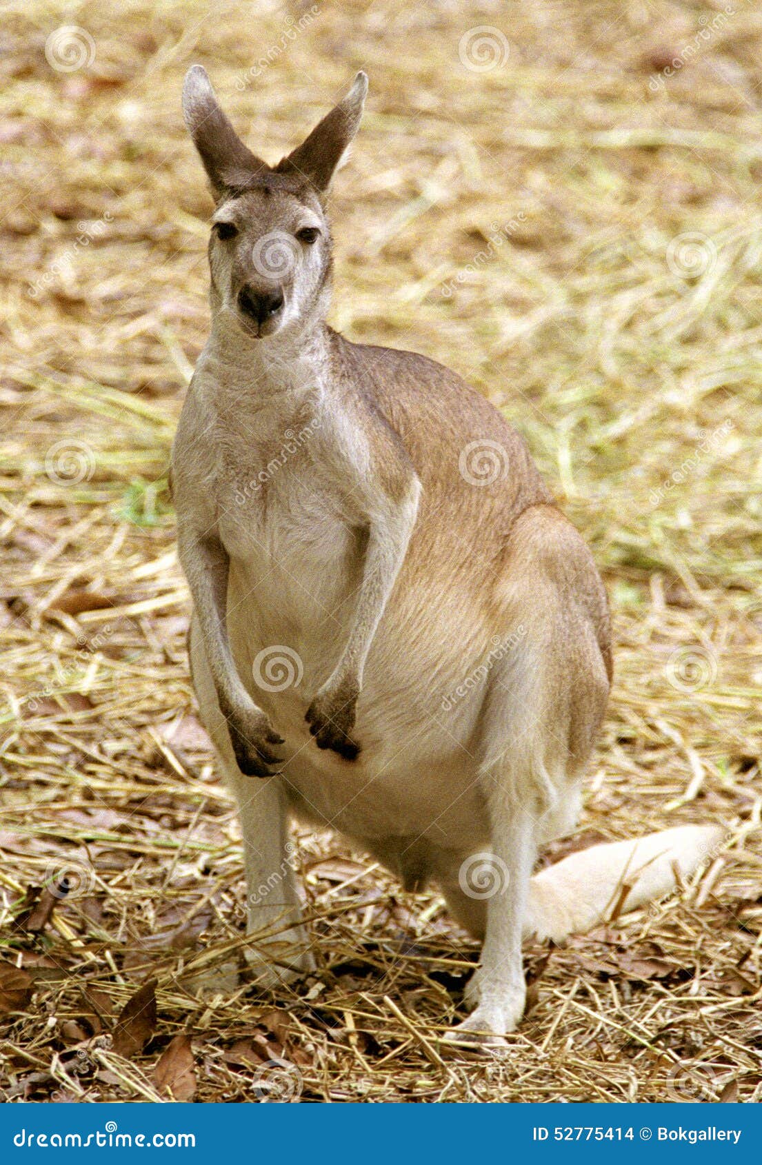 Kangaroo stock photo. Image of strong, australia, jump - 52775414