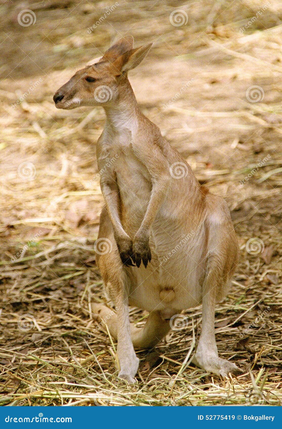 Kangaroo stock image. Image of bounce, wildlife, vertical - 52775419