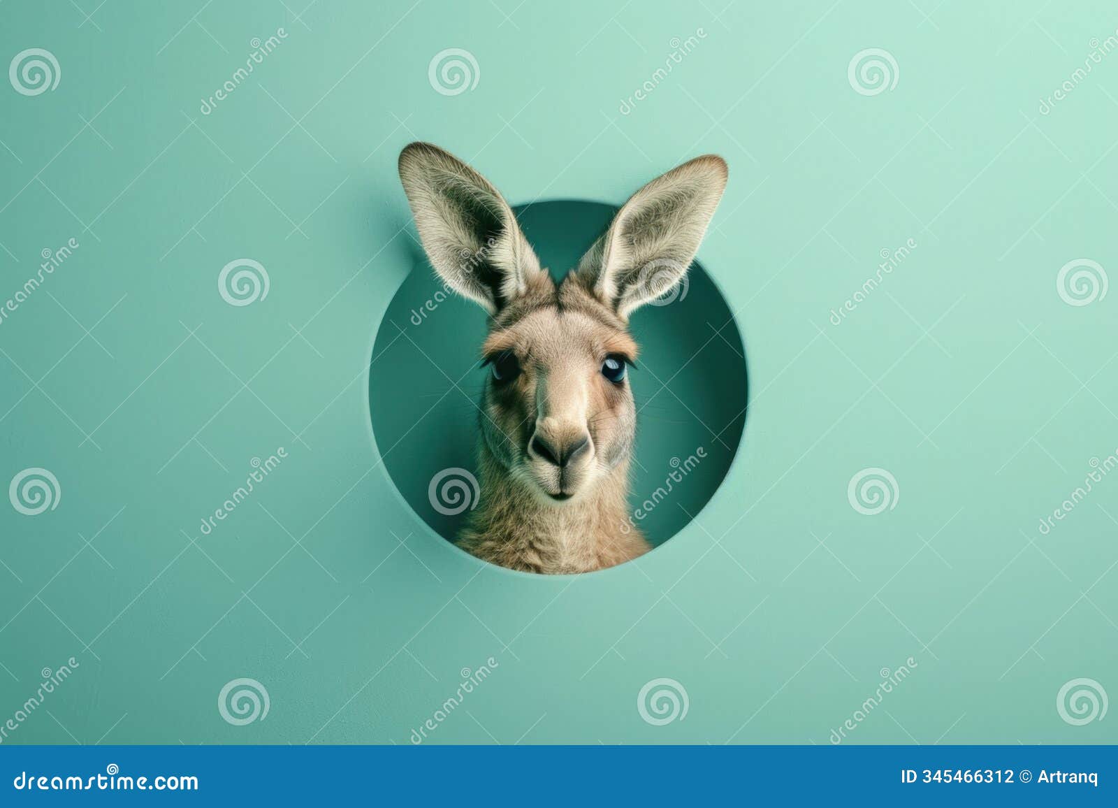 Kangaroo Head through Circular Hole on Mint Green Background Stock ...