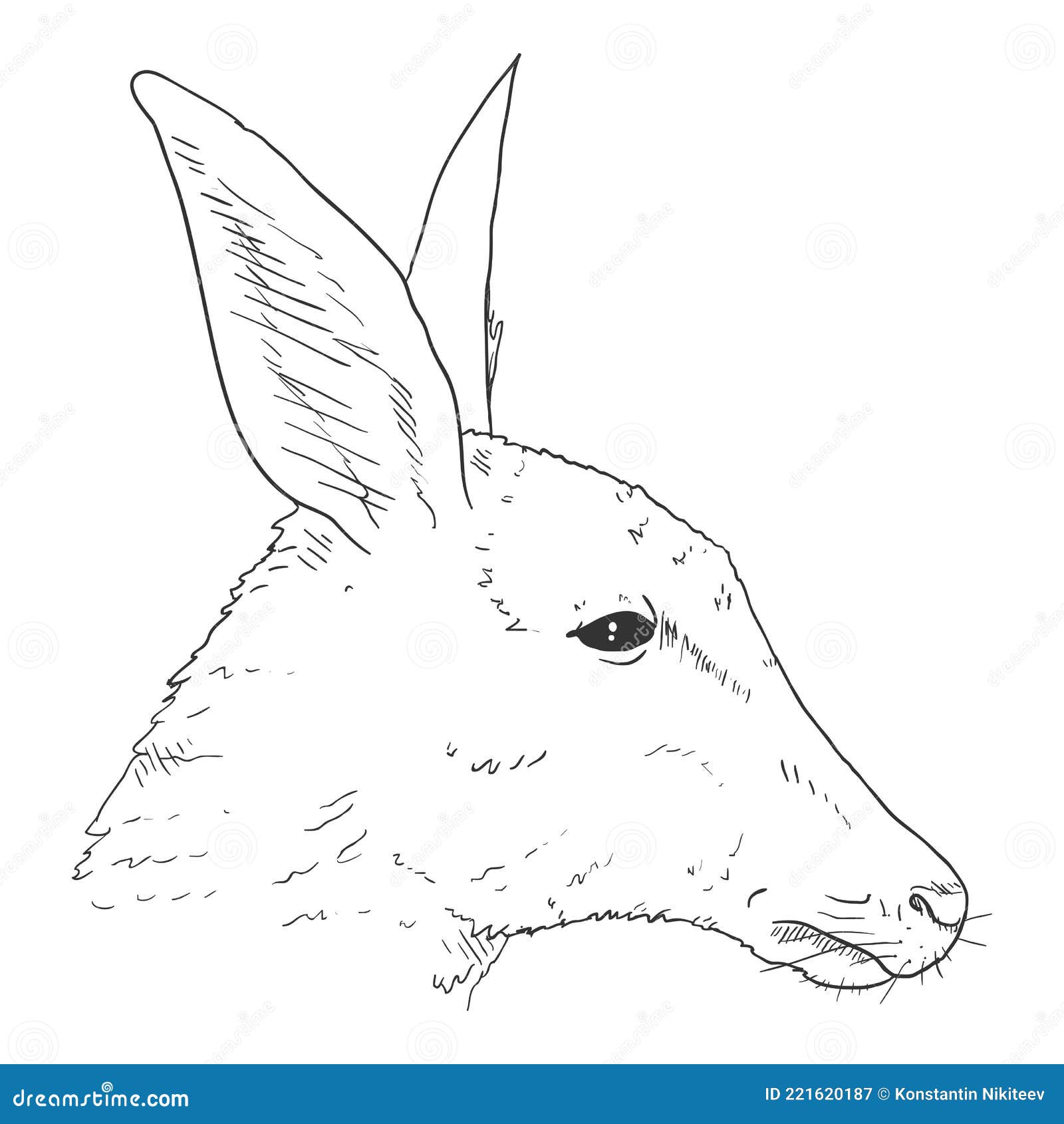 Kangaroo Head Vector Sketch Illustration Stock Vector - Illustration of ...