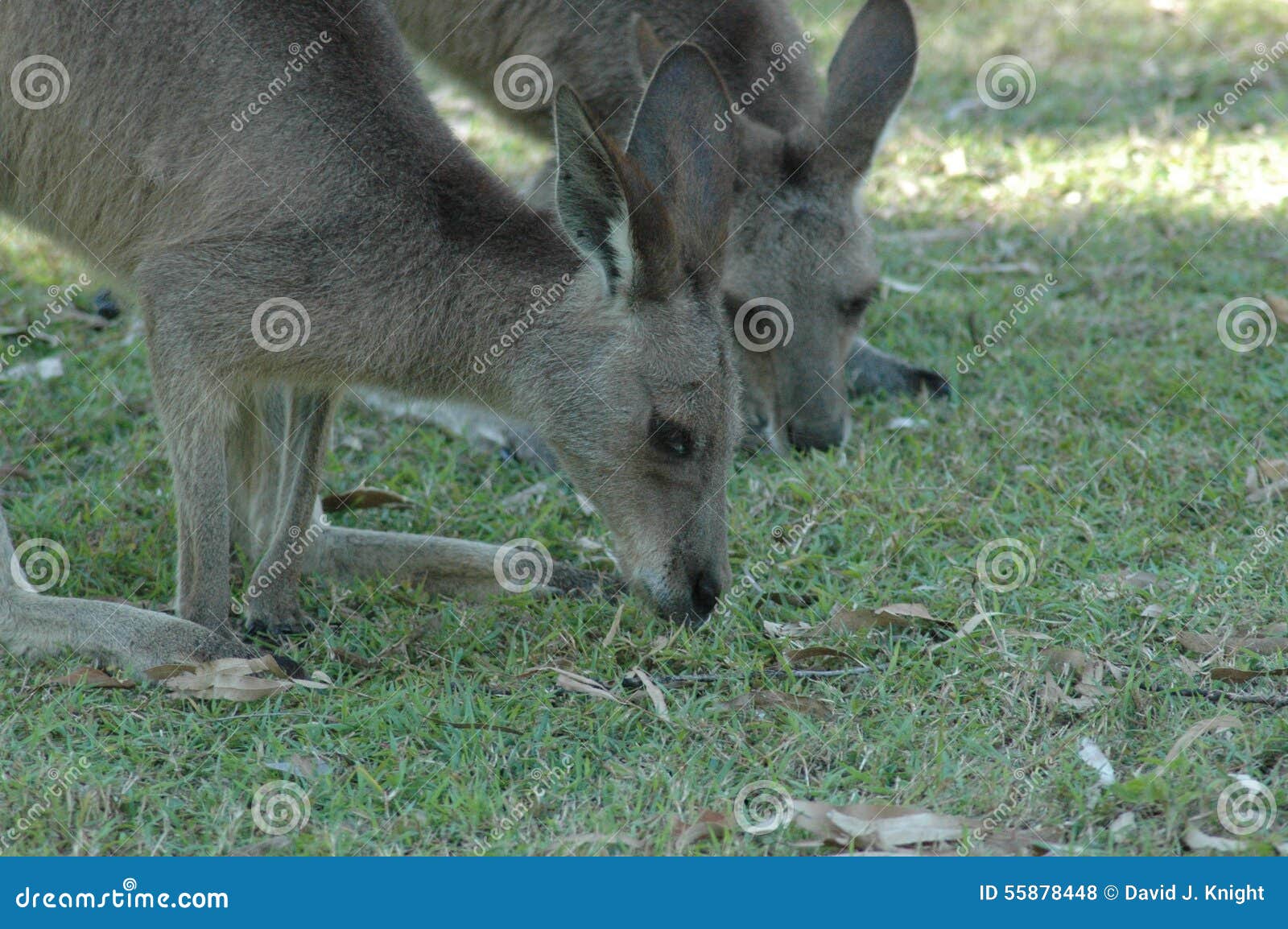 Kangaroo Heads stock photo. Image of front, wild, animal - 55878448