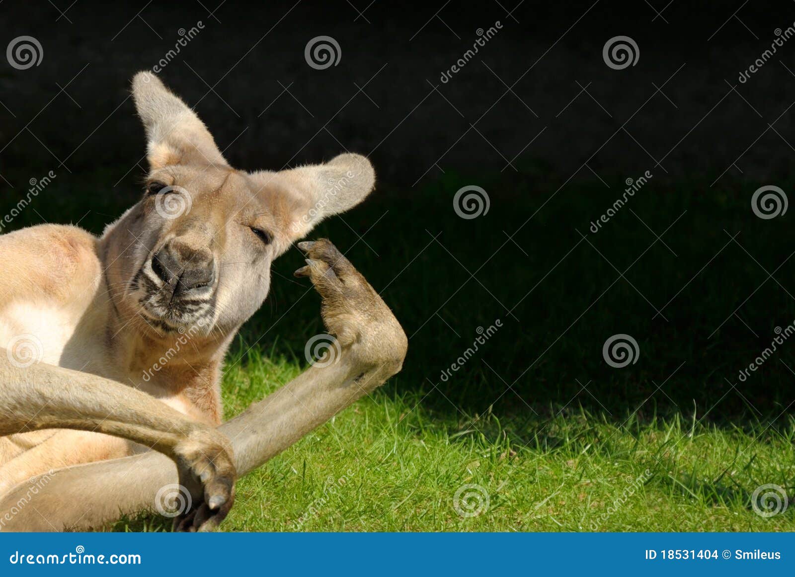 Kangaroo in Hilarious Posture Stock Photo - Image of copy, lazy: 18531404