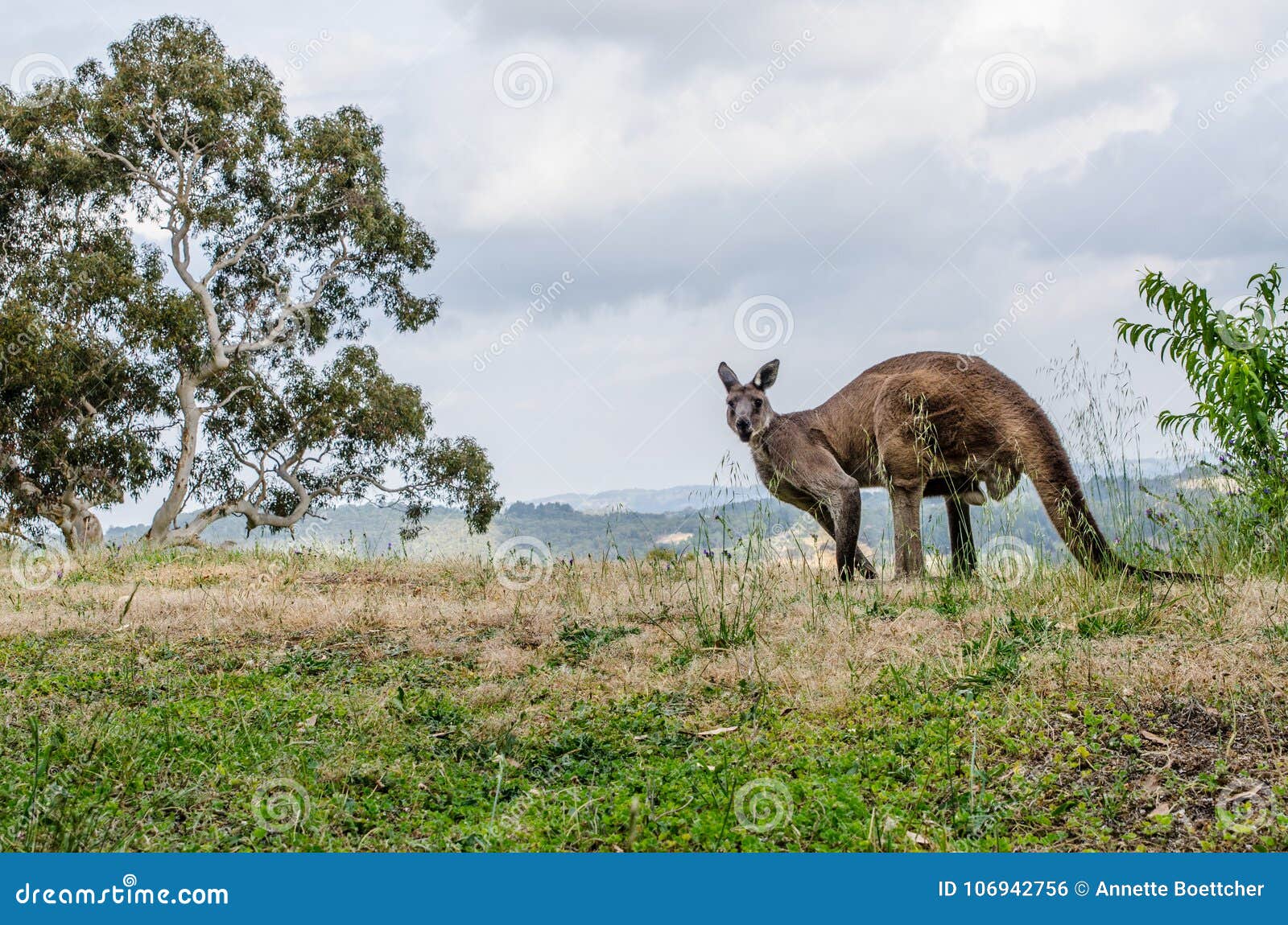 Kangaroo on the Hill stock photo. Image of australia - 106942756