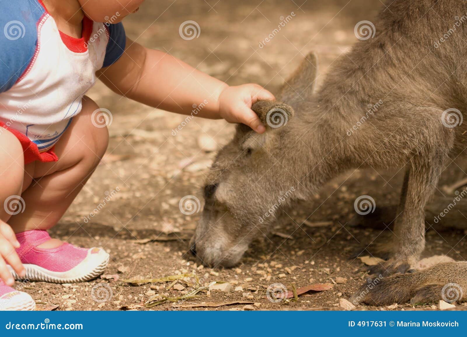 Kangaroo and Human Child Relationship Stock Image - Image of food ...
